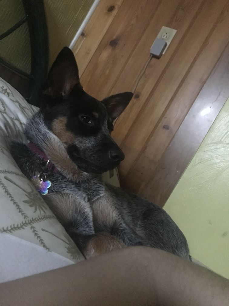 The look my 1 year old Blue Heeler gives me when shes annoyed with me ...