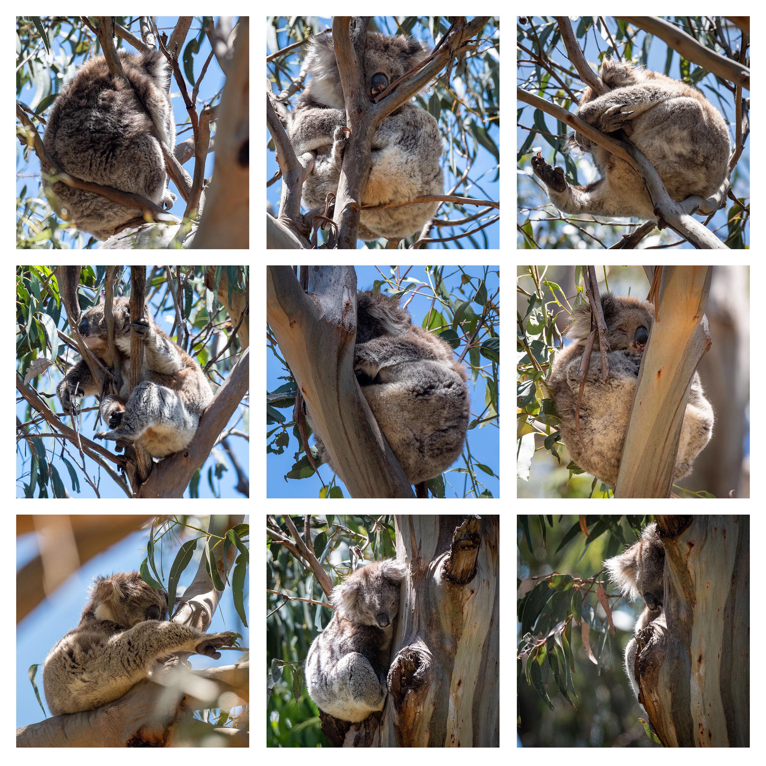 The many poses of a sleepy Koala | Scrolller