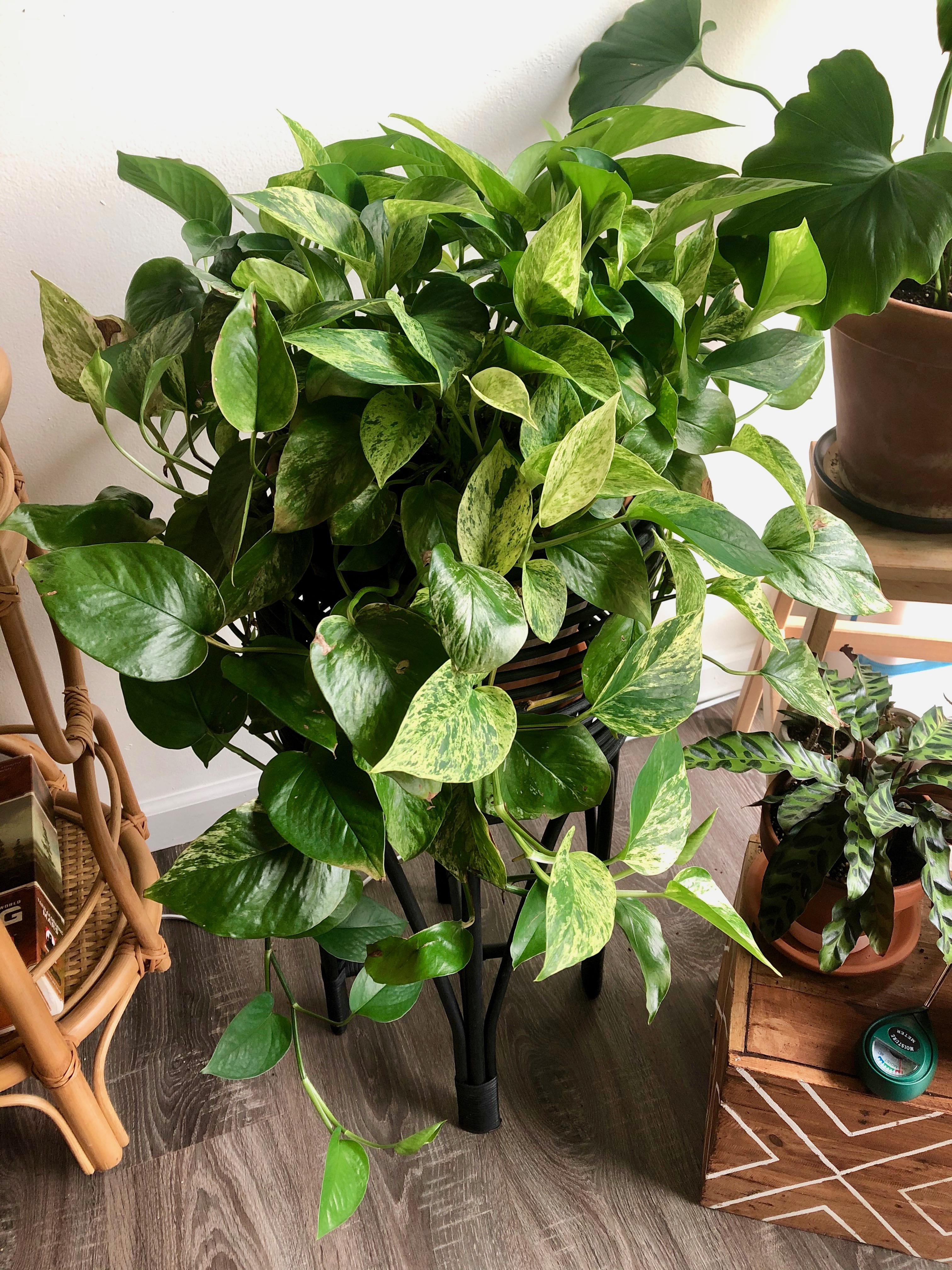 the marble queen is showing off her marbles lately | Scrolller