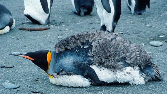 The Metamorphosis | Scrolller