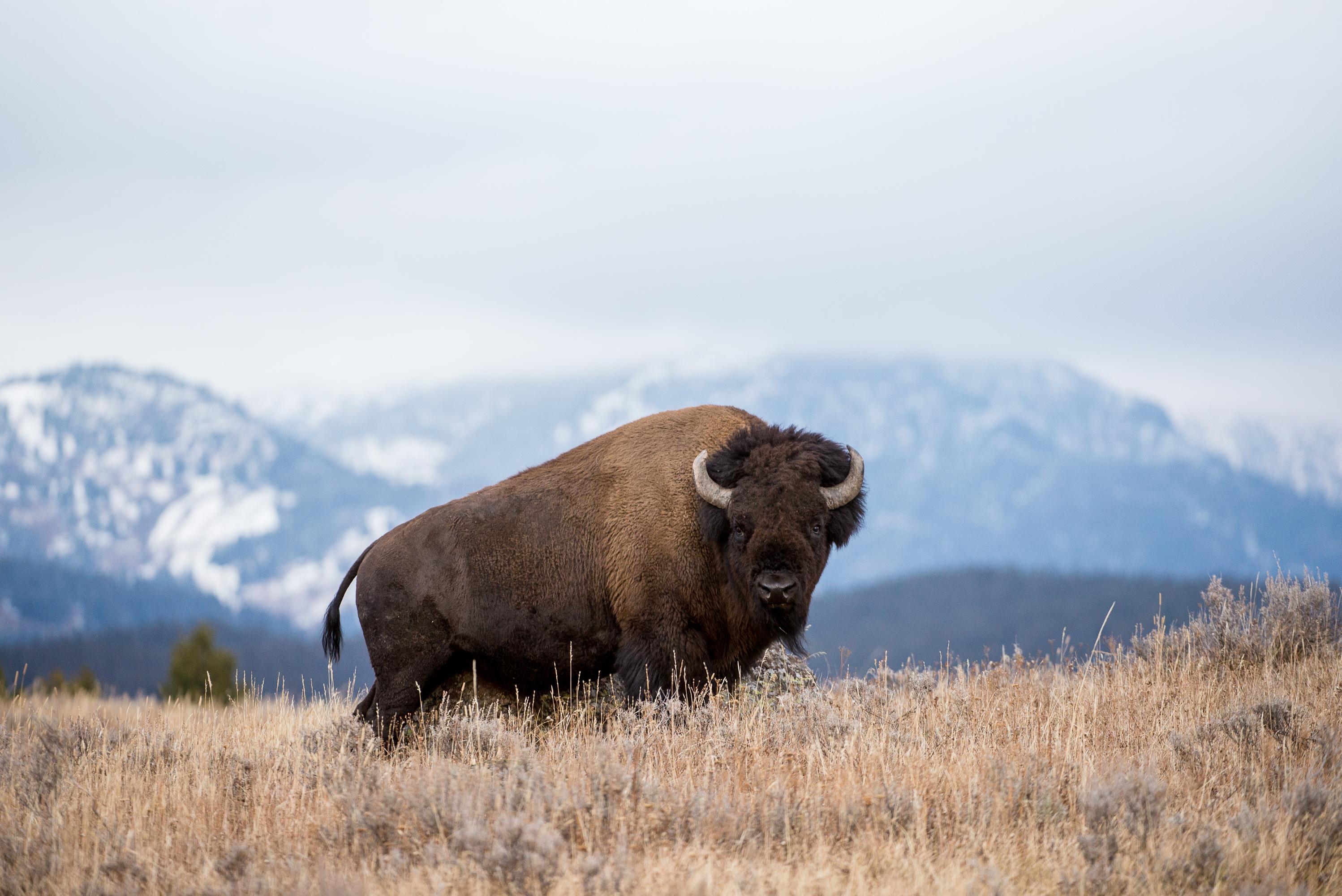 The mighty American Bison (Yellowstone NP) [OC] | Scrolller