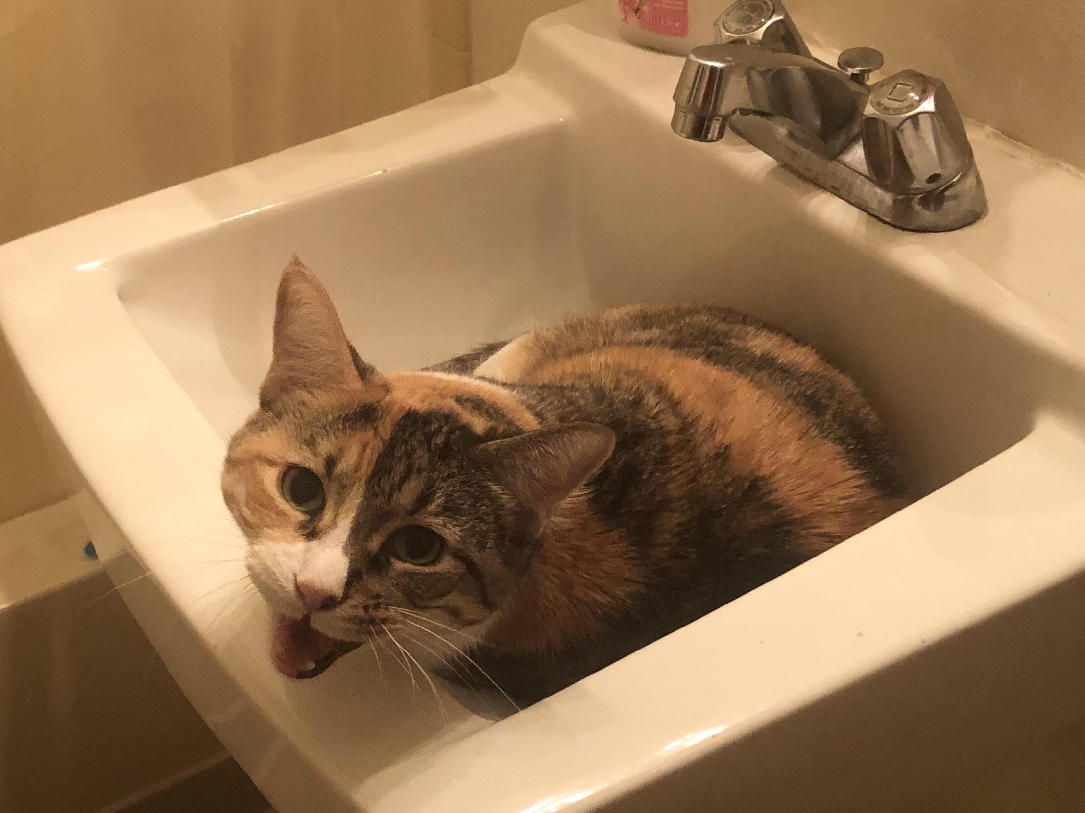 The moment she realized the sink is the coolest spot to nap | Scrolller