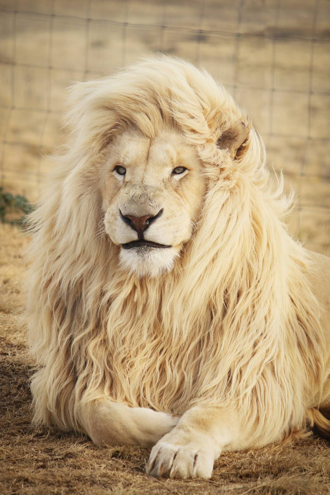 The most beautiful Lion I have ever seen in my life | Scrolller