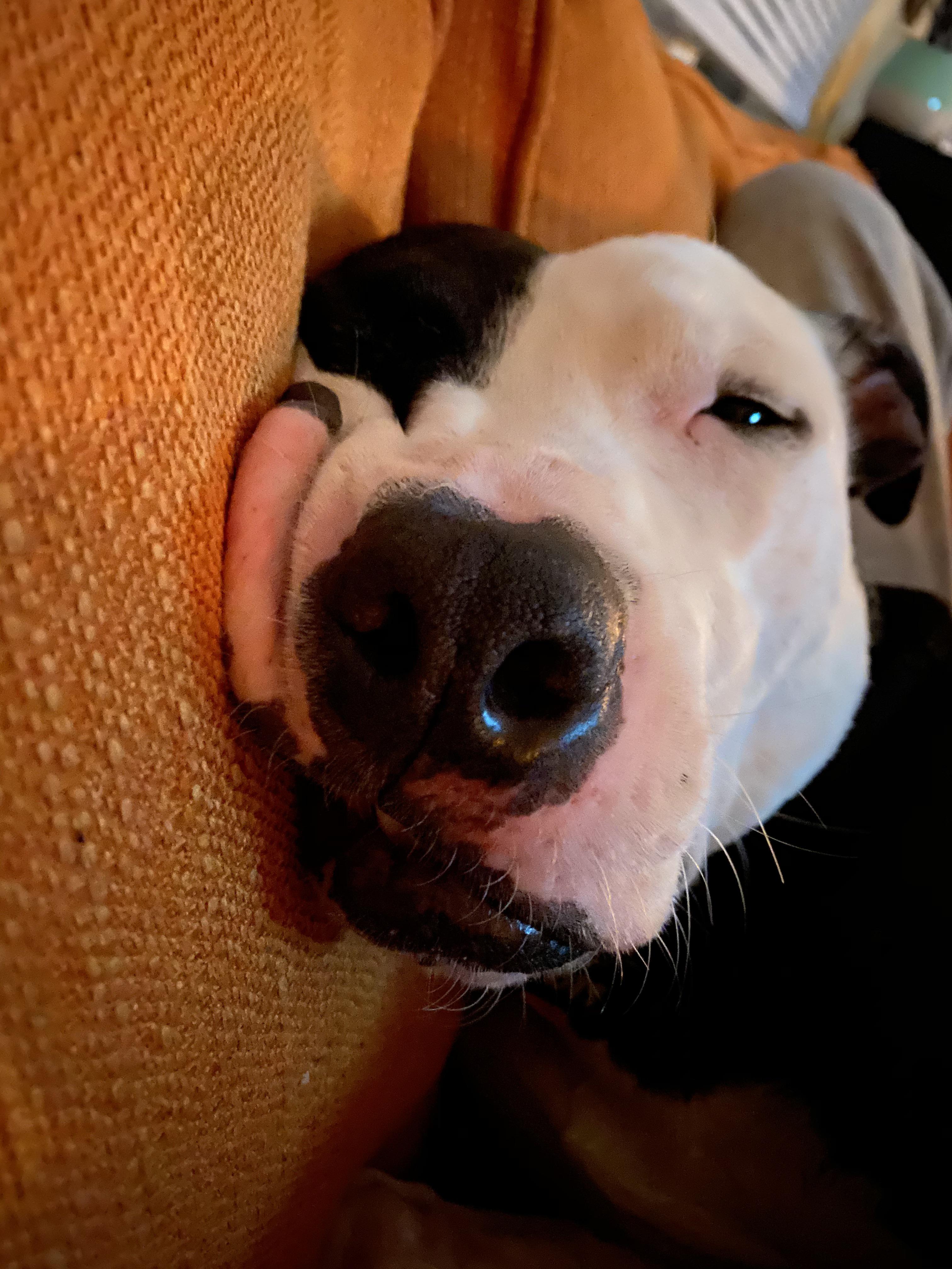 The most graceful sleeper | Scrolller