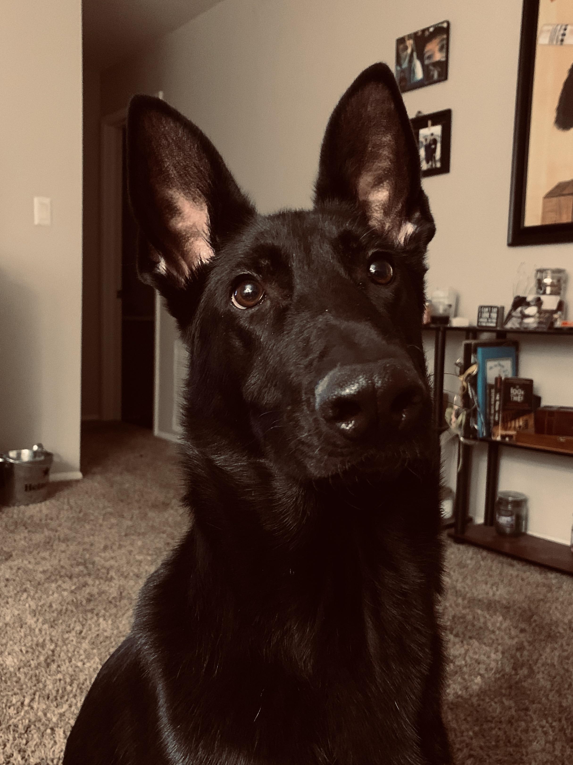 The most handsome boogie boy 🥰 | Scrolller