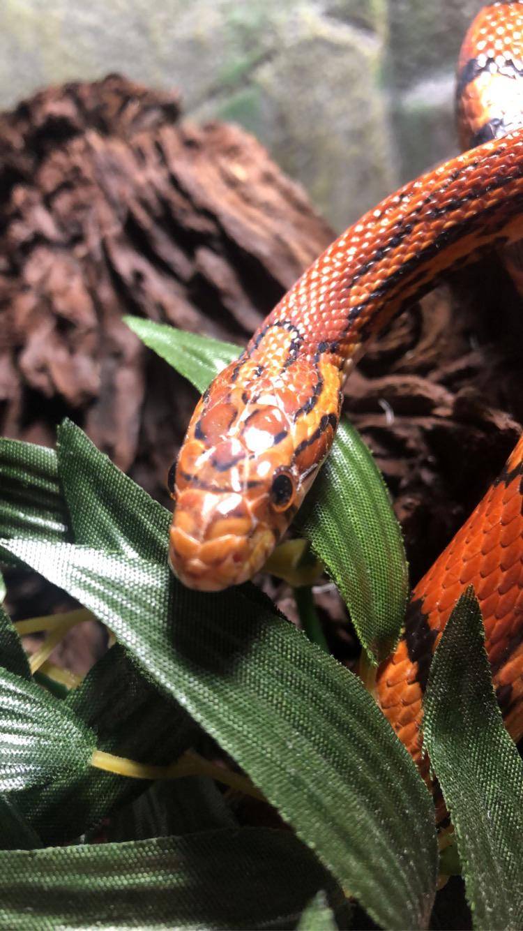 The most handsome lad. | Scrolller