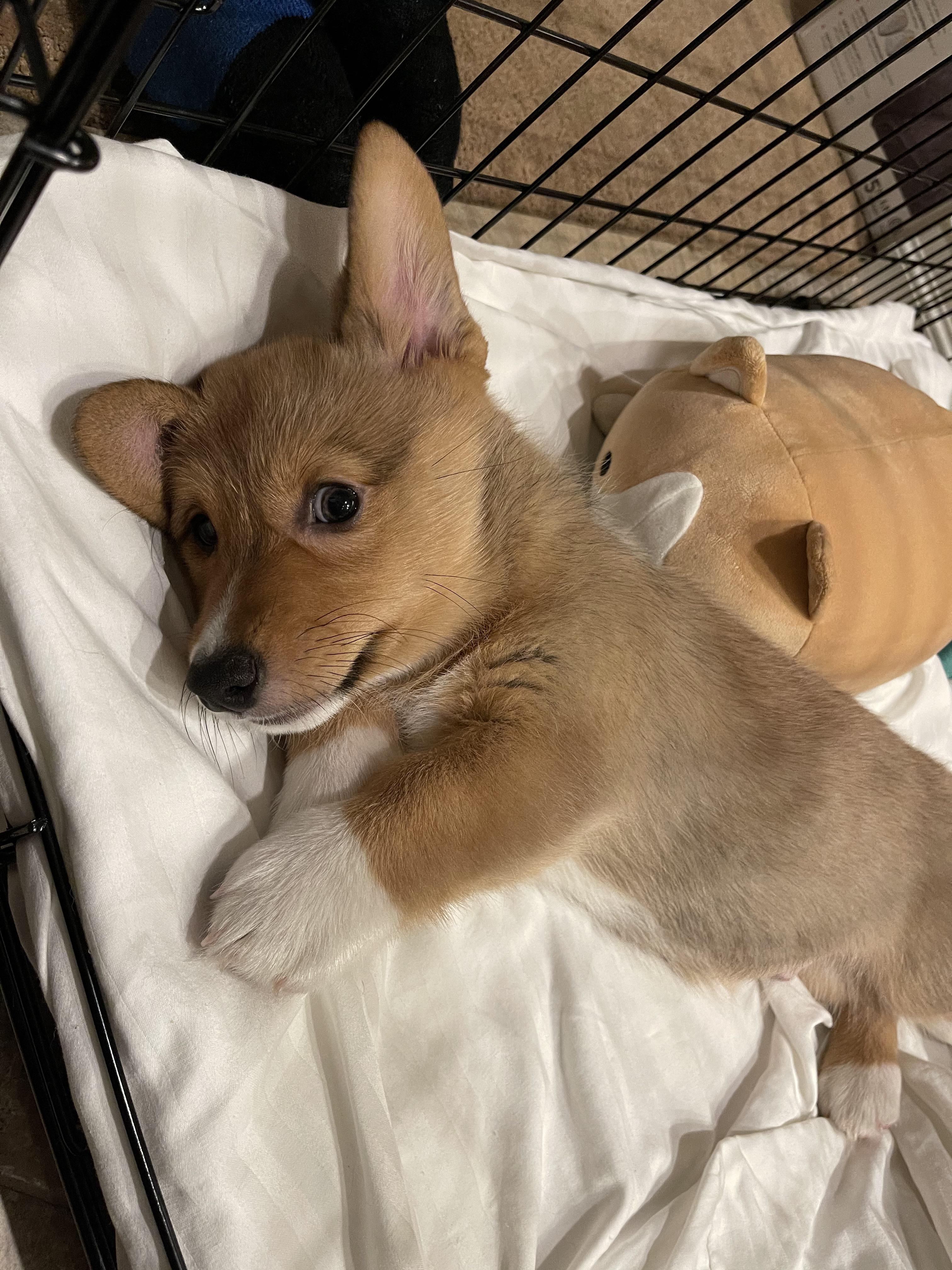 The most handsome troublemaker | Scrolller