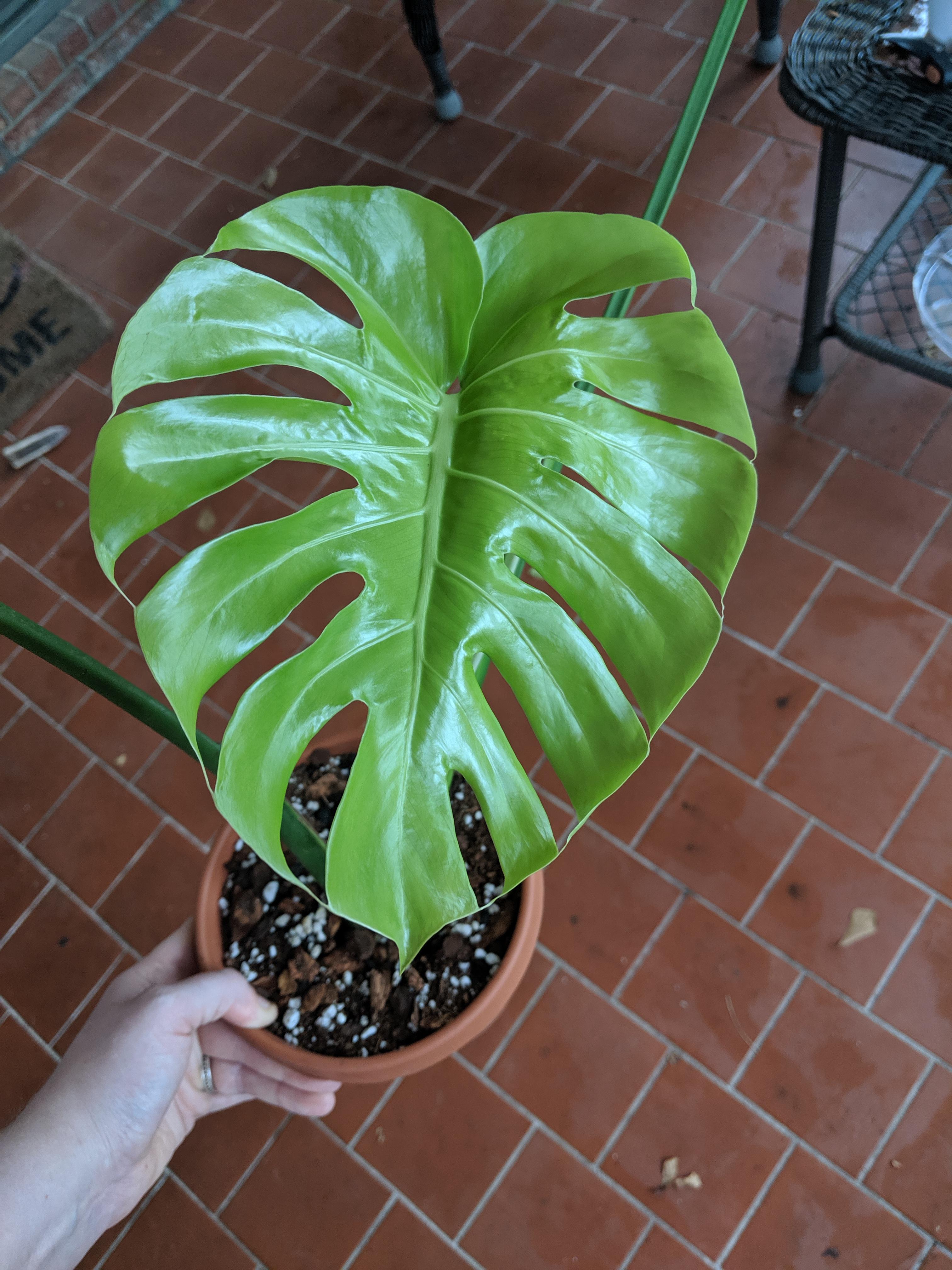 The most perfect monstera deliciosa leaf | Scrolller