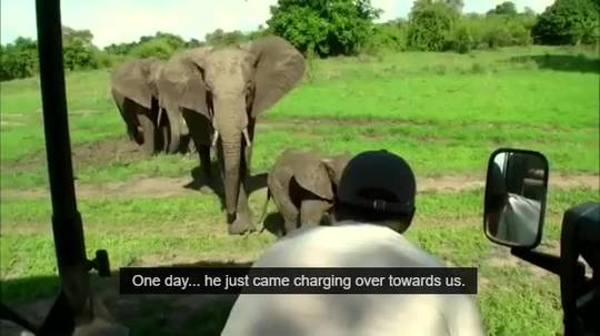 The most terrifying elephant.. | Scrolller