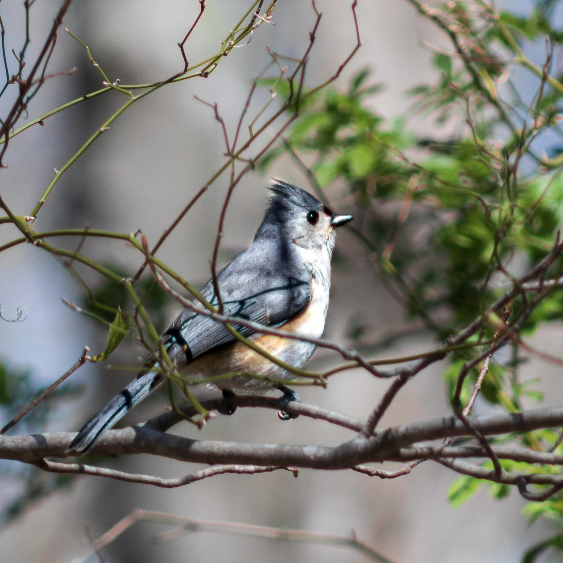 The Name’s Titmouse… Tufted Titmouse. | Scrolller