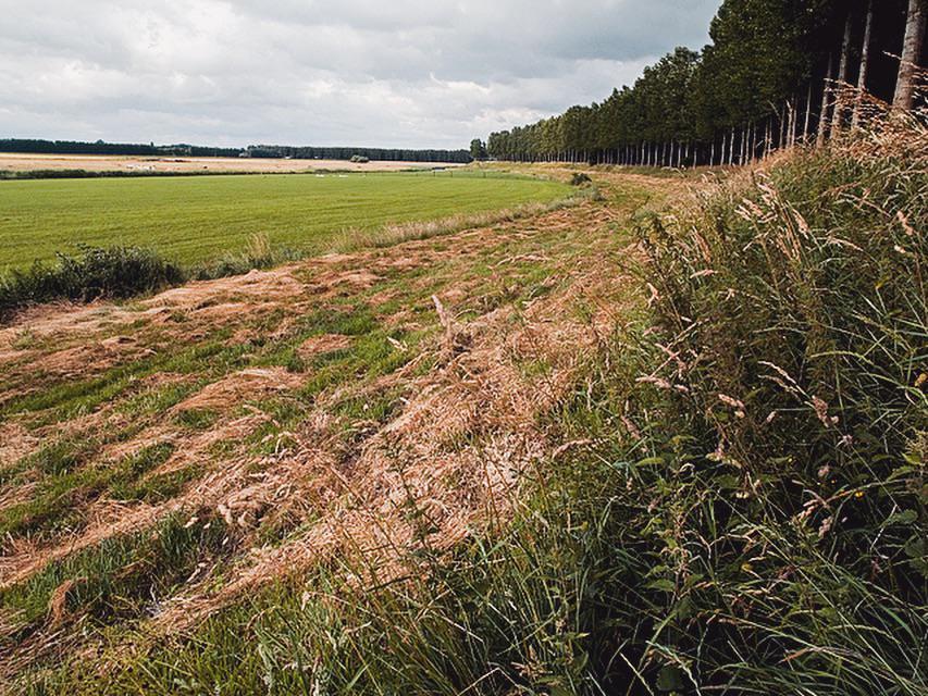 The Netherlands Landscape | Scrolller