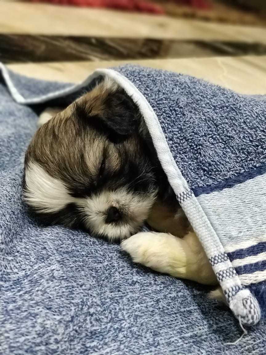 The newest member of our family! Reddit, meet Hazel | Scrolller