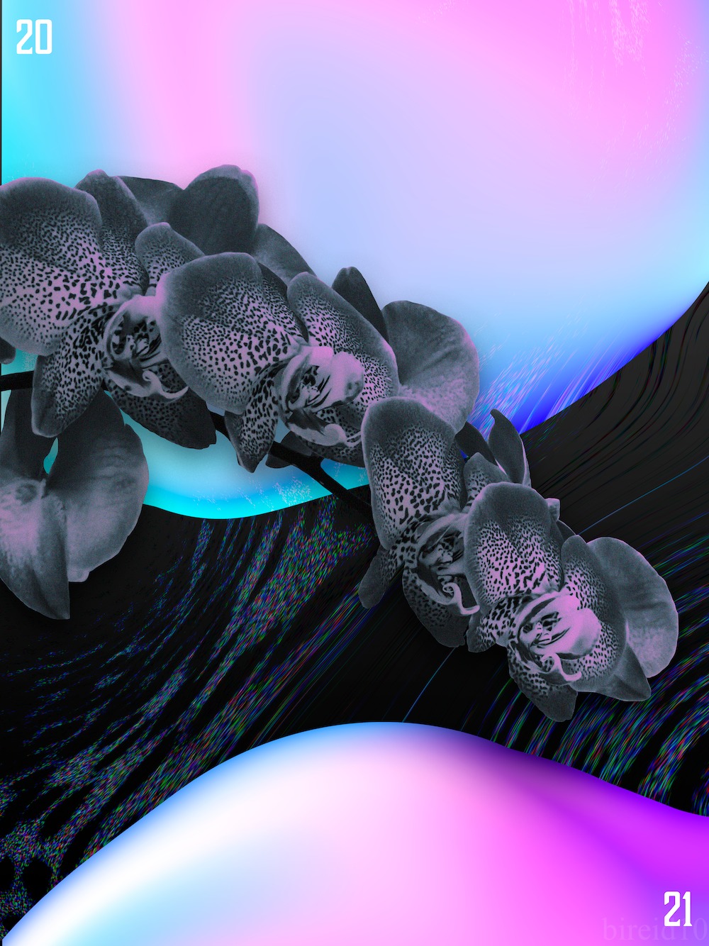 The Orchid | Scrolller