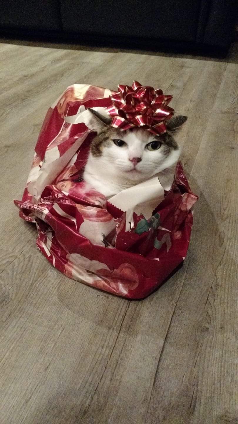 The perfect package | Scrolller