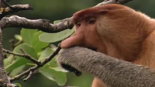 the Proboscis monkey | Scrolller
