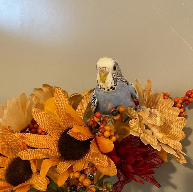 The pumpkin spice bandit strikes again | Scrolller