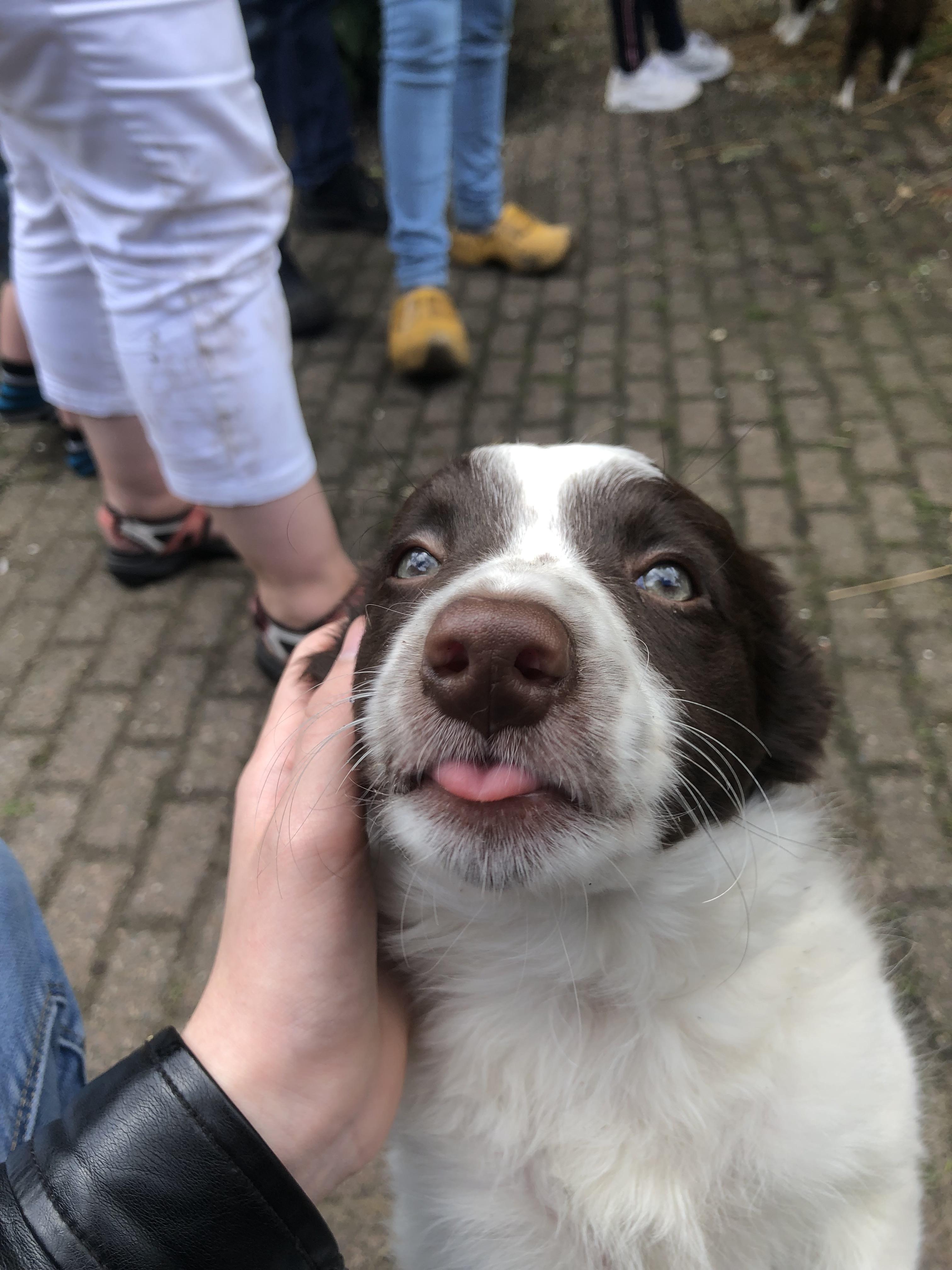 the puppies I visited today did a majestic blop | Scrolller