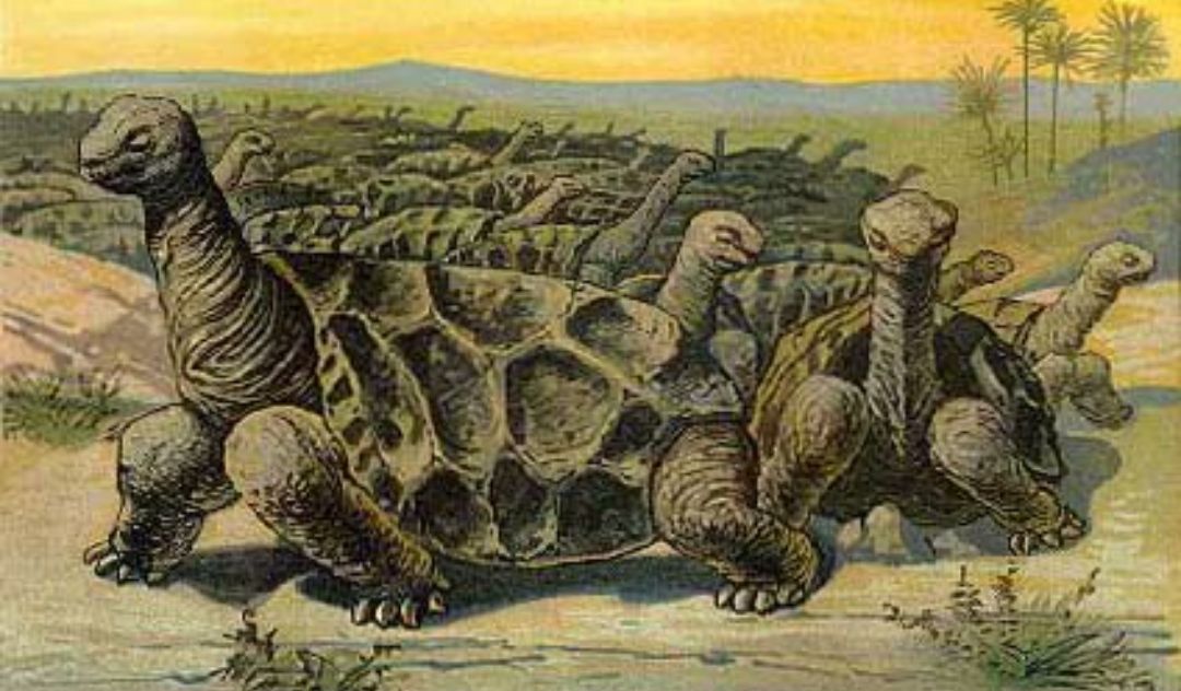 The Rodrigues tertoise became extinct in the 18 century... | Scrolller
