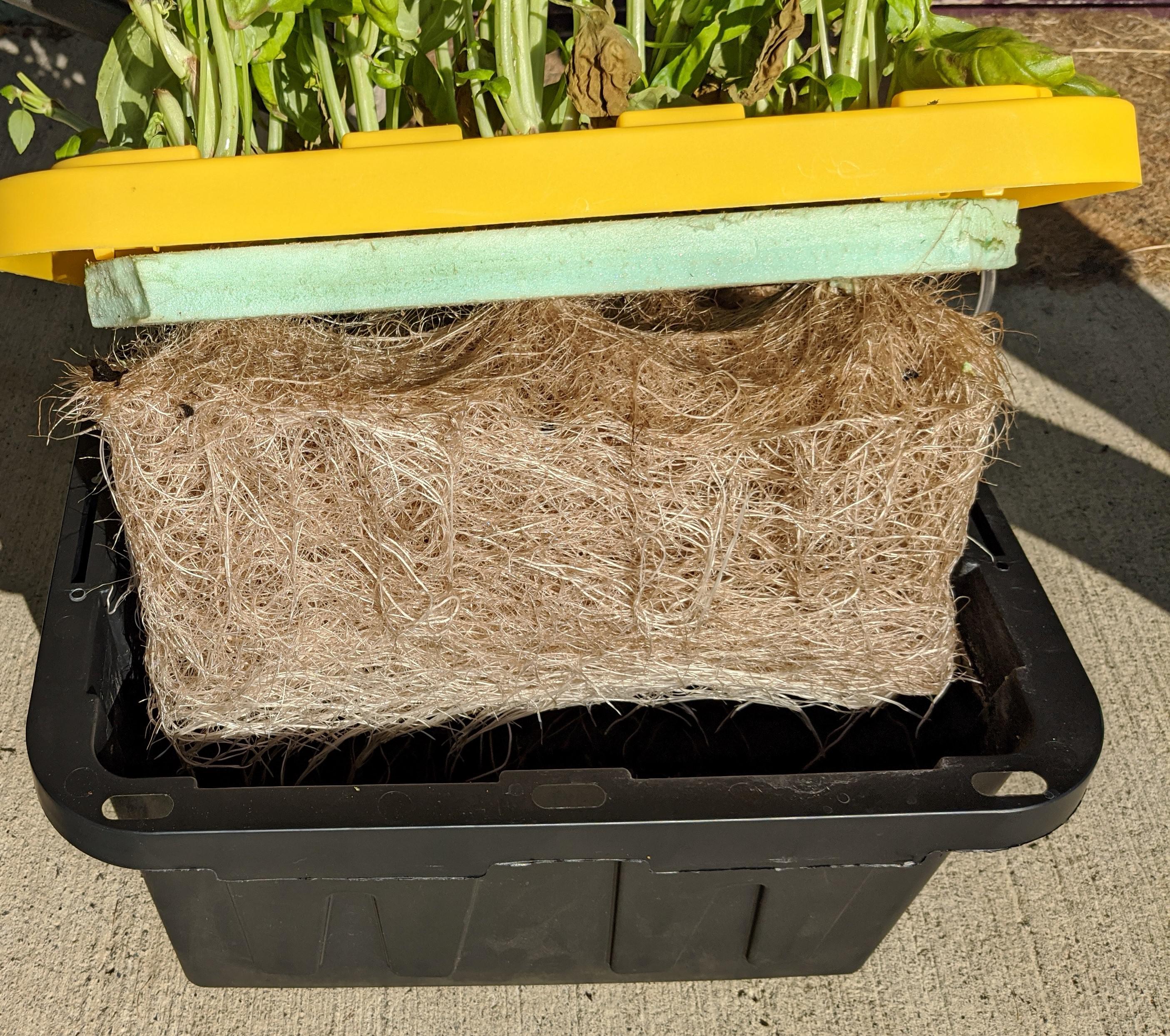 The roots of hydroponic basil completely filled their container | Scrolller