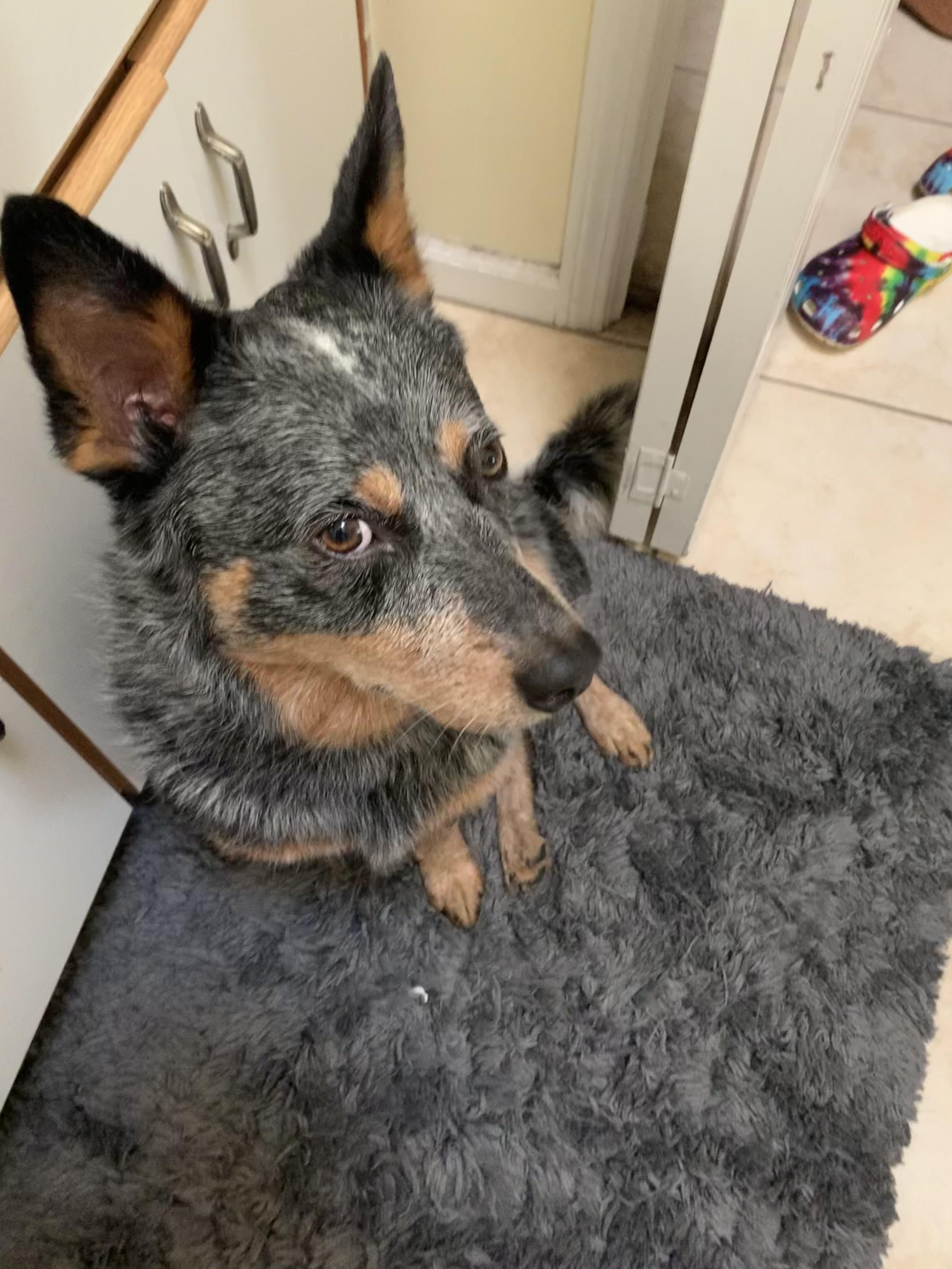 The sass is real | Scrolller