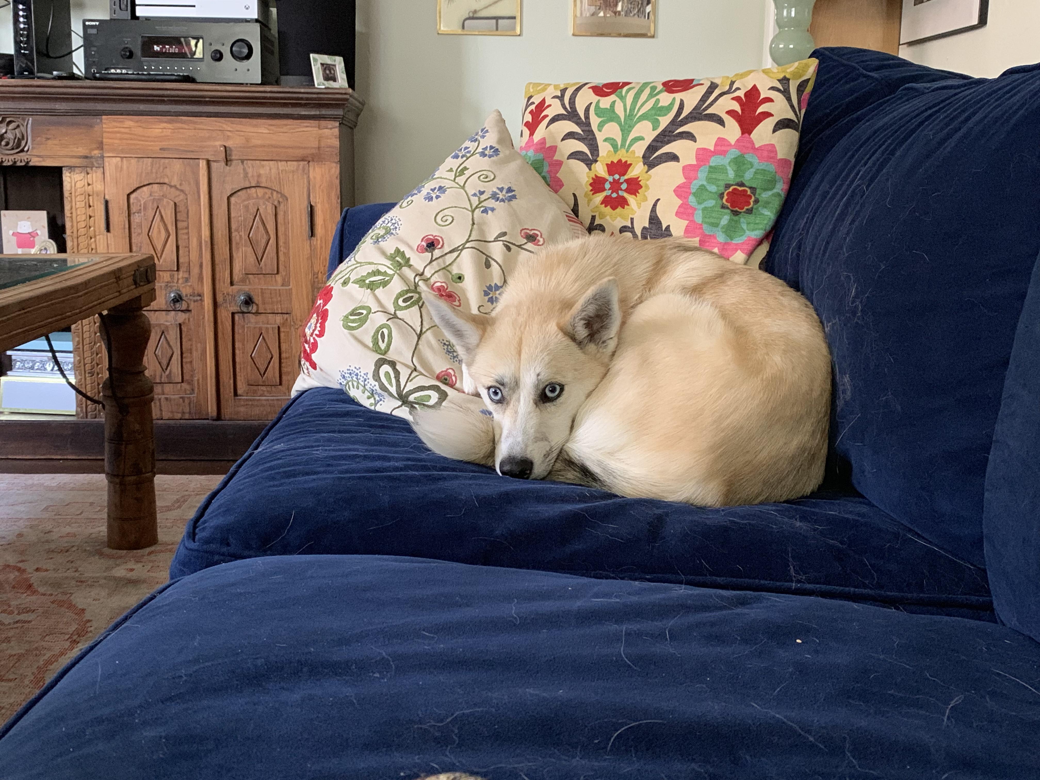 The shedding is real. Meet Luna. | Scrolller