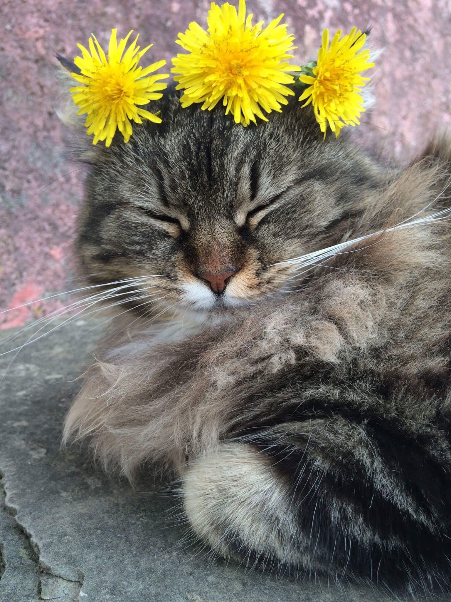 The short-lived flower crown. | Scrolller