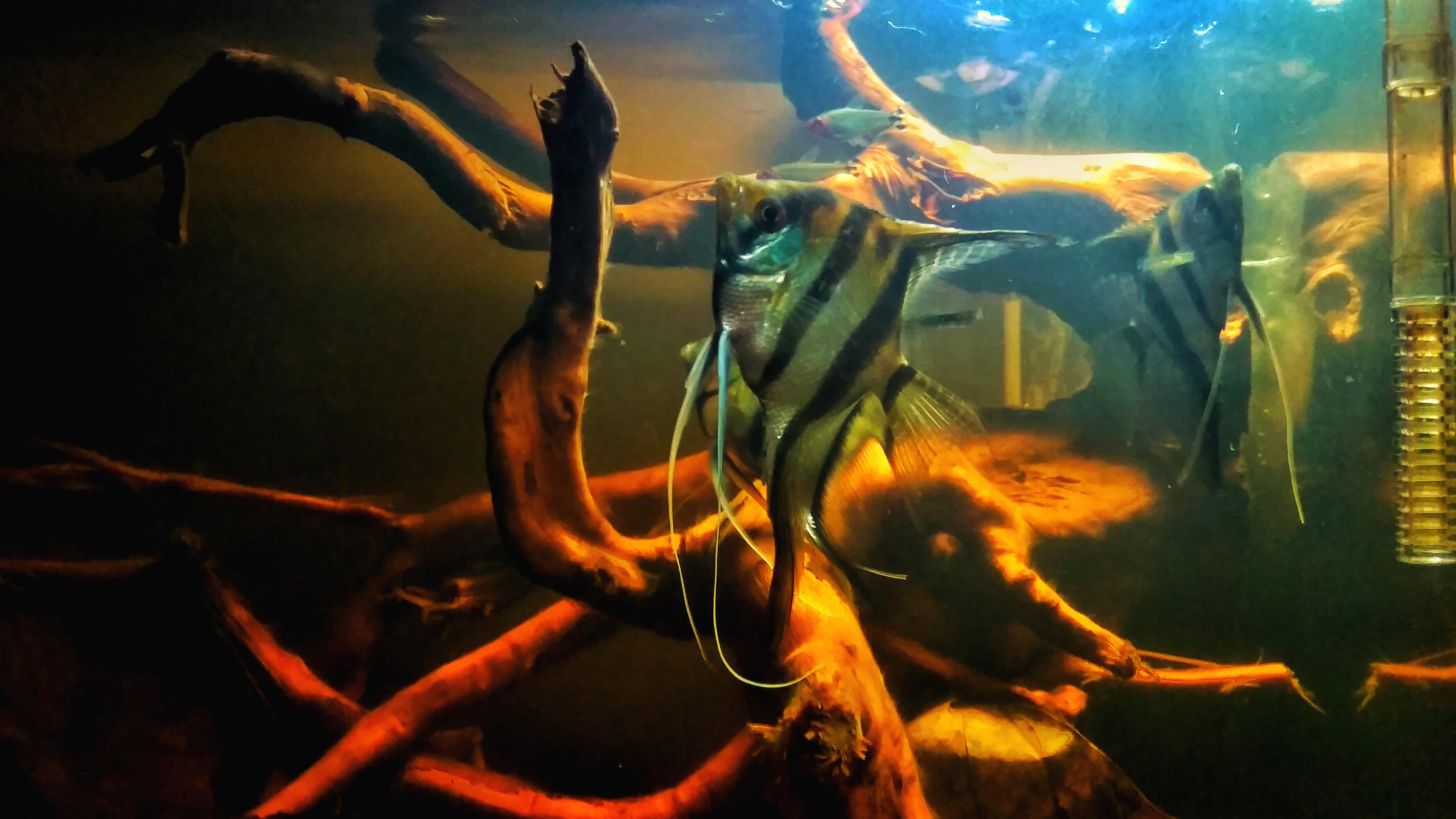 The show stoppers of my BW tank... | Scrolller