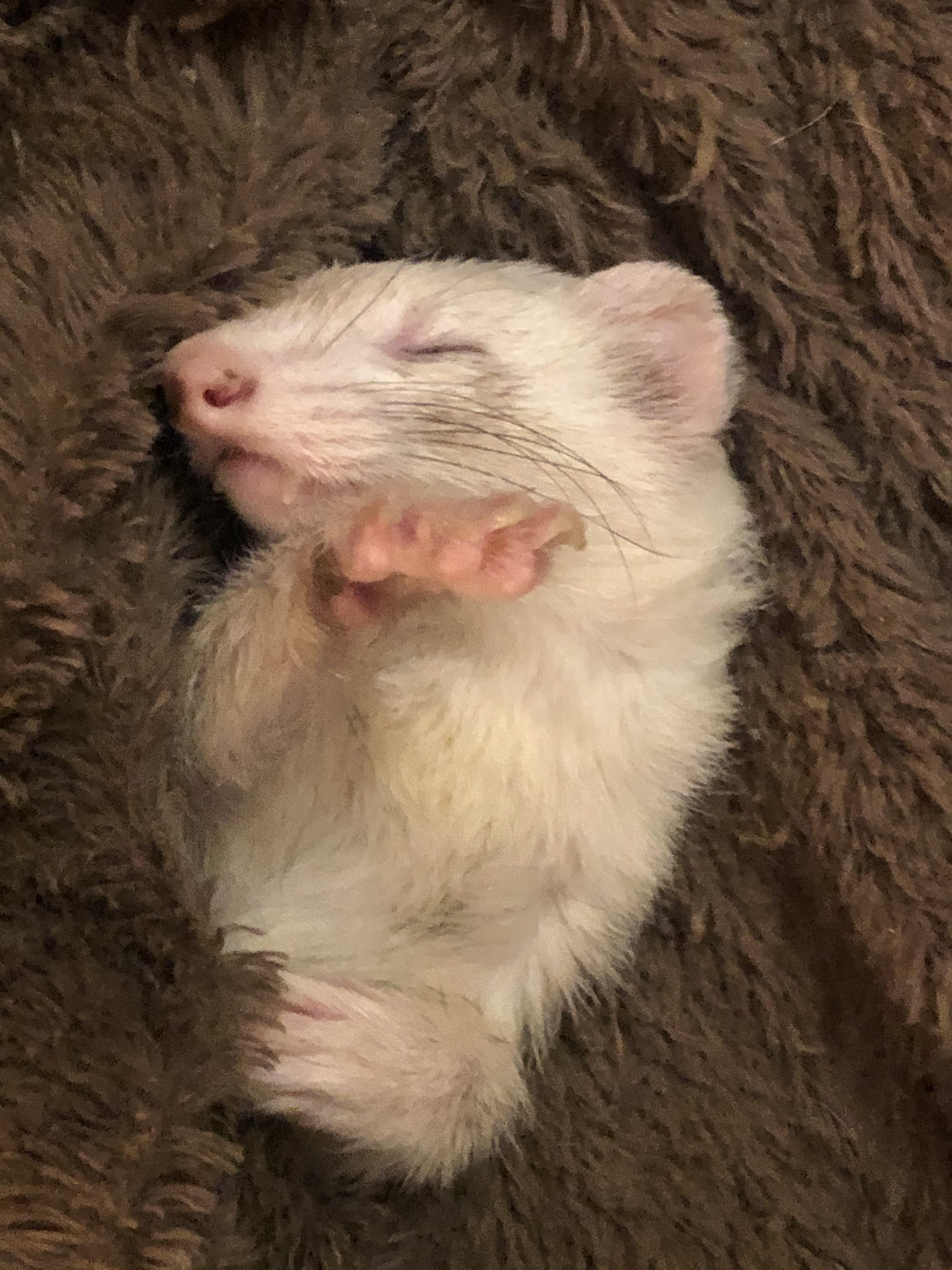 The Sleepiest Ferret | Scrolller