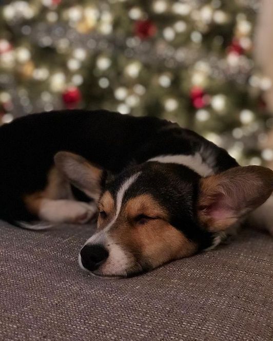 The sleepy bandit strikes again! | Scrolller