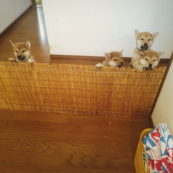 The Smol Wall of Shibe | Scrolller