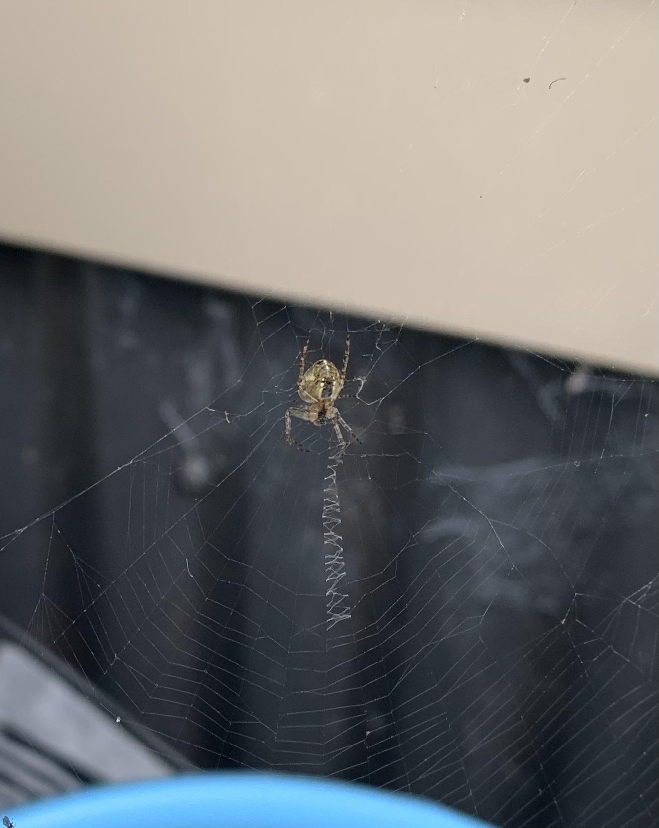 The spider stitched up its damaged web. | Scrolller