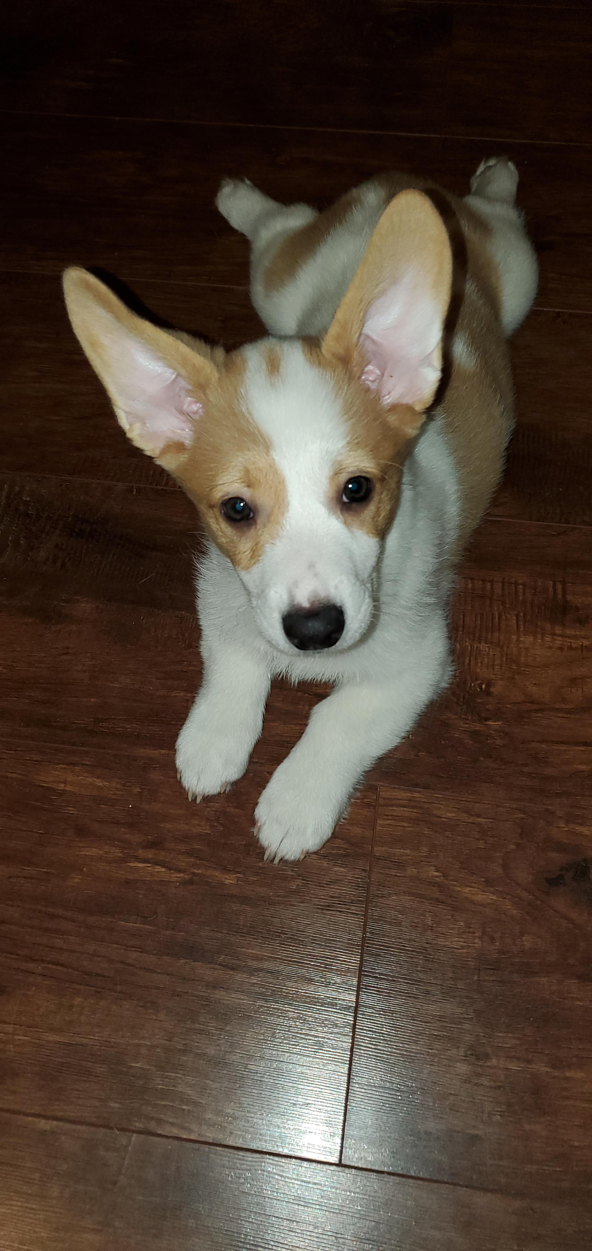 The sploot is strong with this one | Scrolller