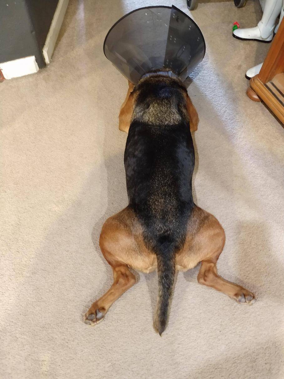 The Sploot of Shame | Scrolller