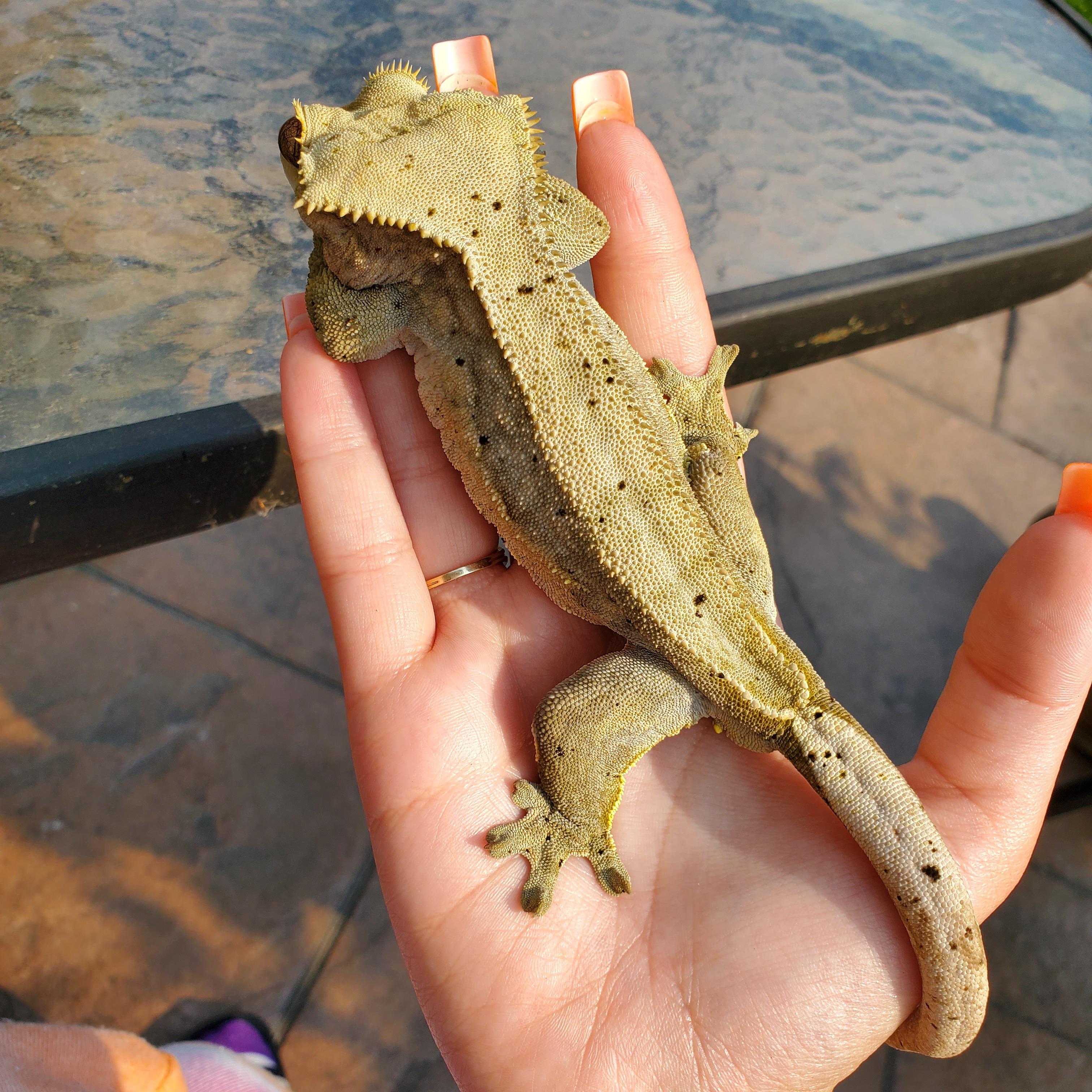 The spots get me everytime | Scrolller