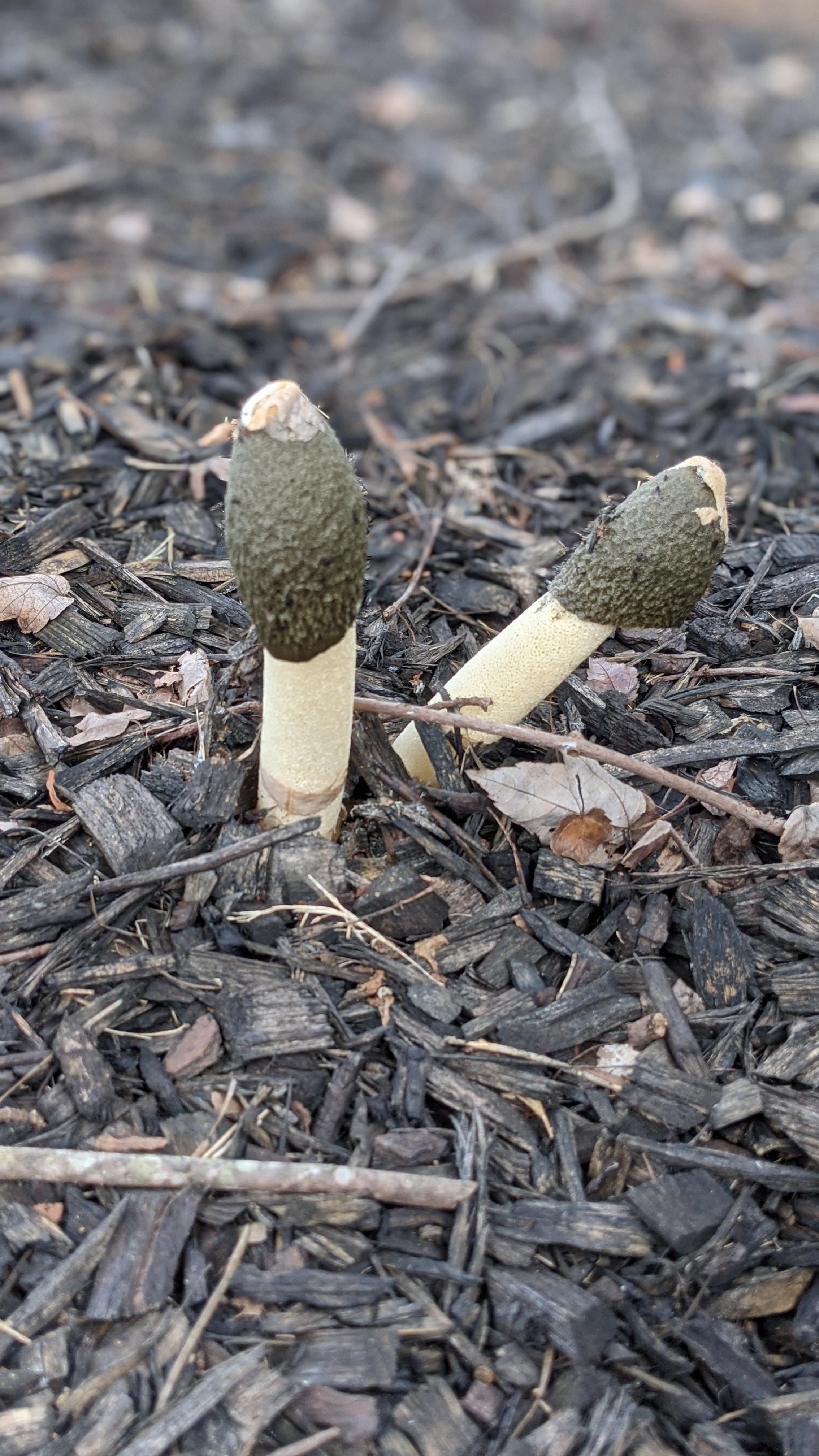 The stinkhorns have arrived | Scrolller