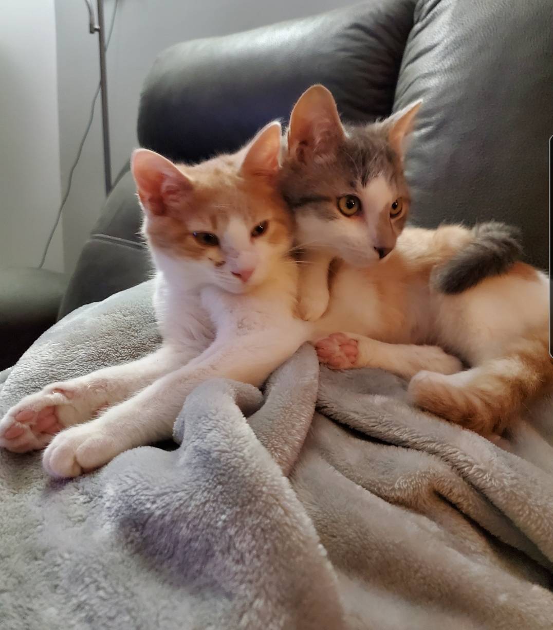 The terrible two cuddling | Scrolller