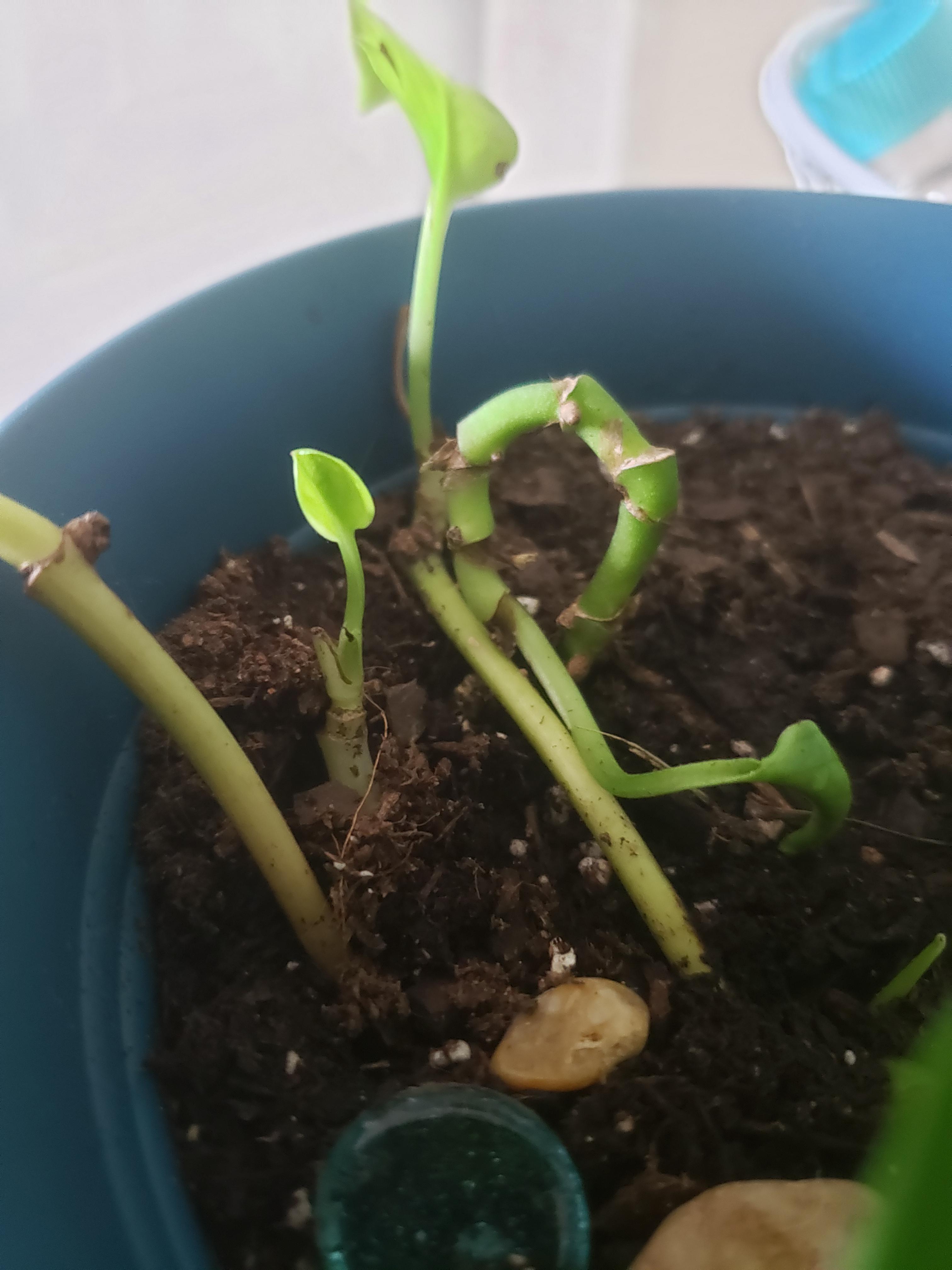 The tiniest little leaf 😊 | Scrolller