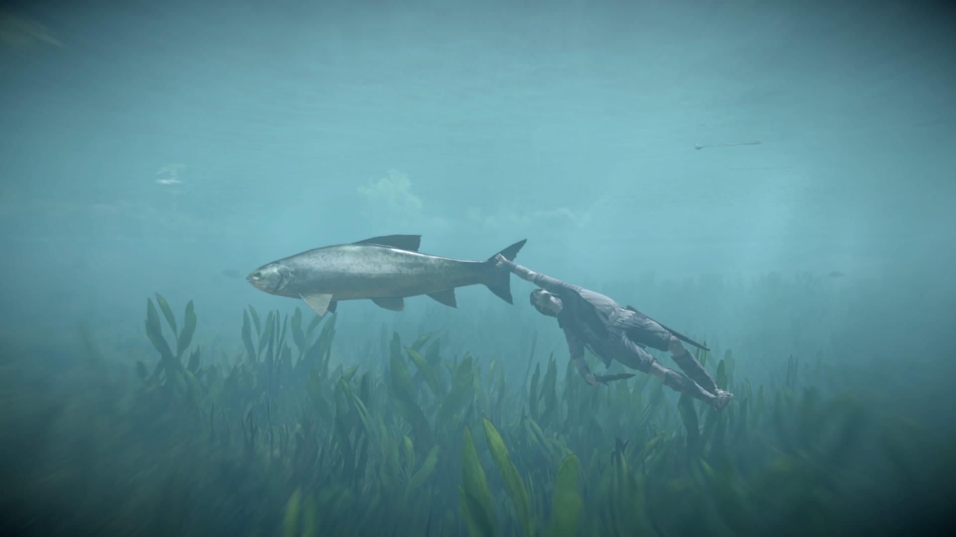 The true 17th Colossus | Scrolller