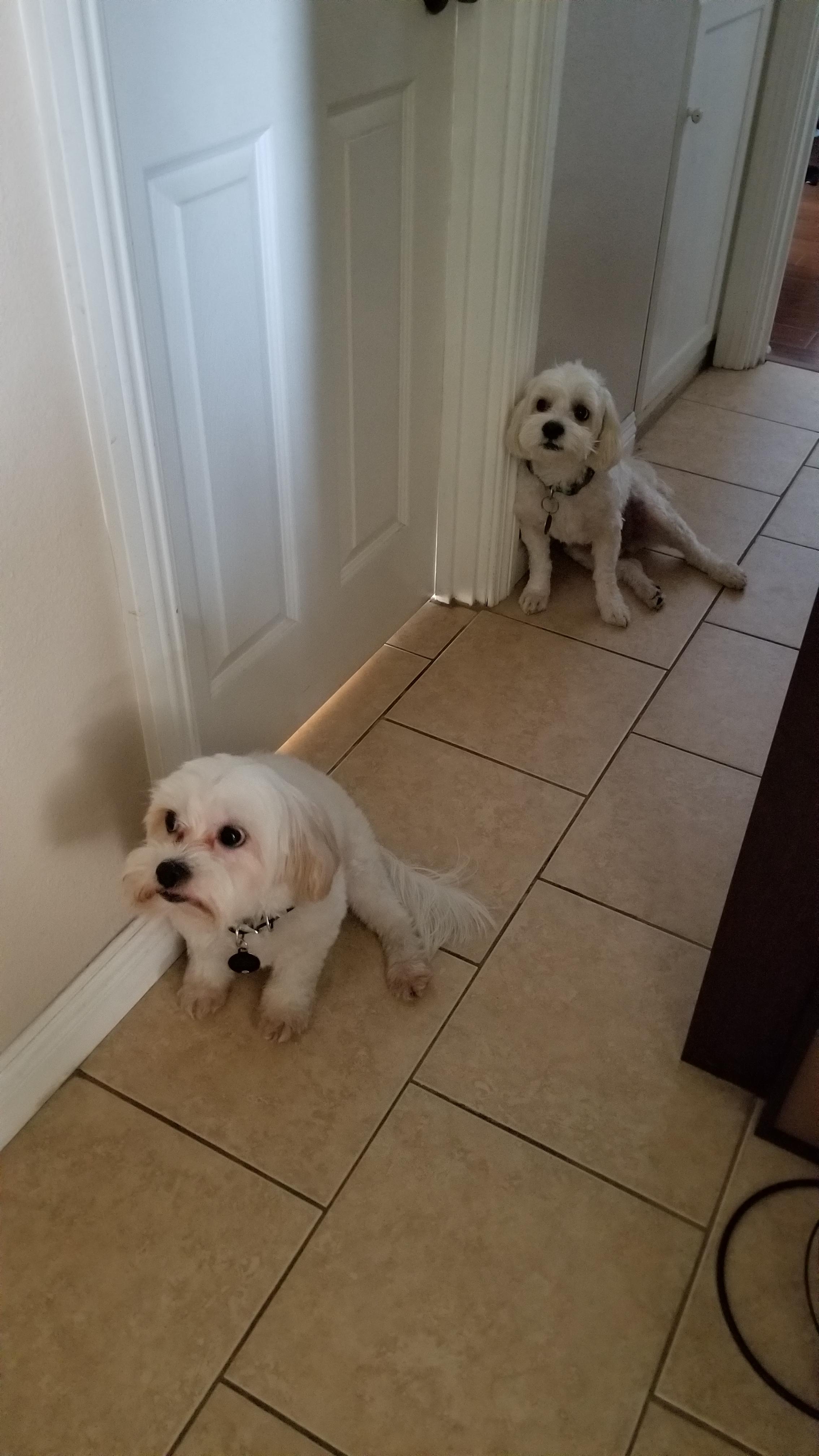 The two brothers | Scrolller