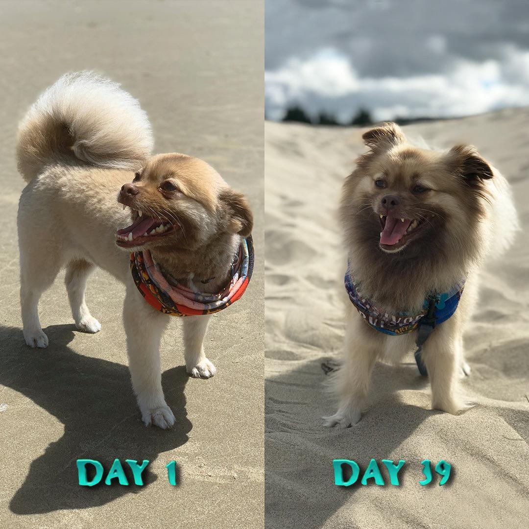 The ultimate good boy | Scrolller