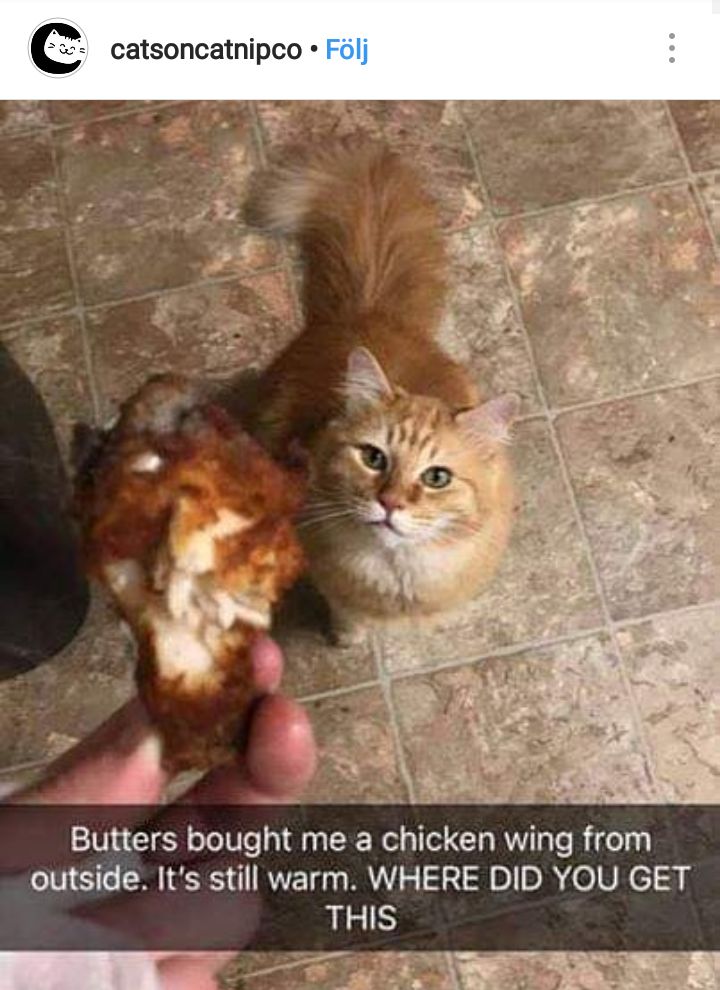 The ultimate goodboy | Scrolller