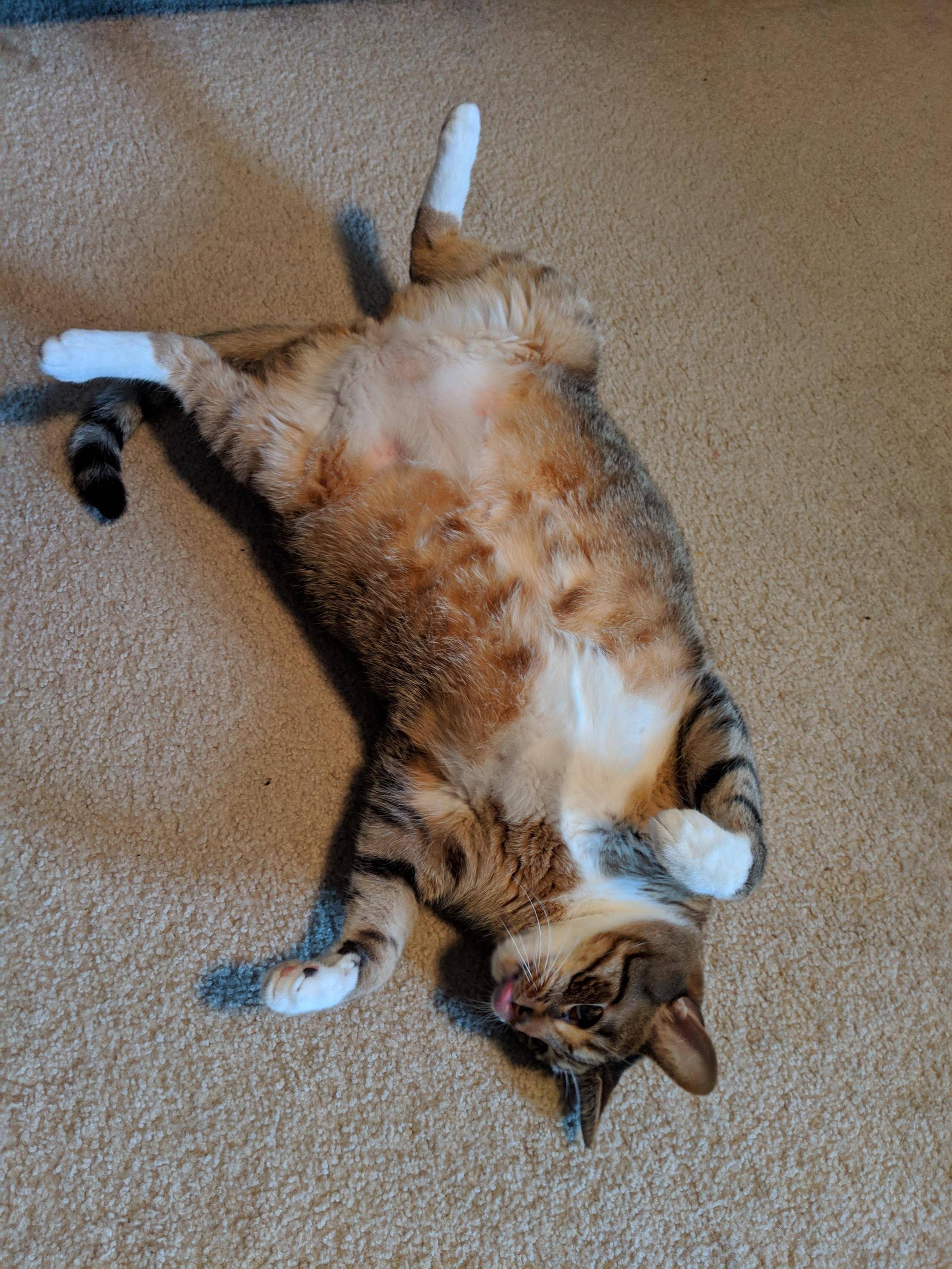 The ultimate picture of comfort | Scrolller