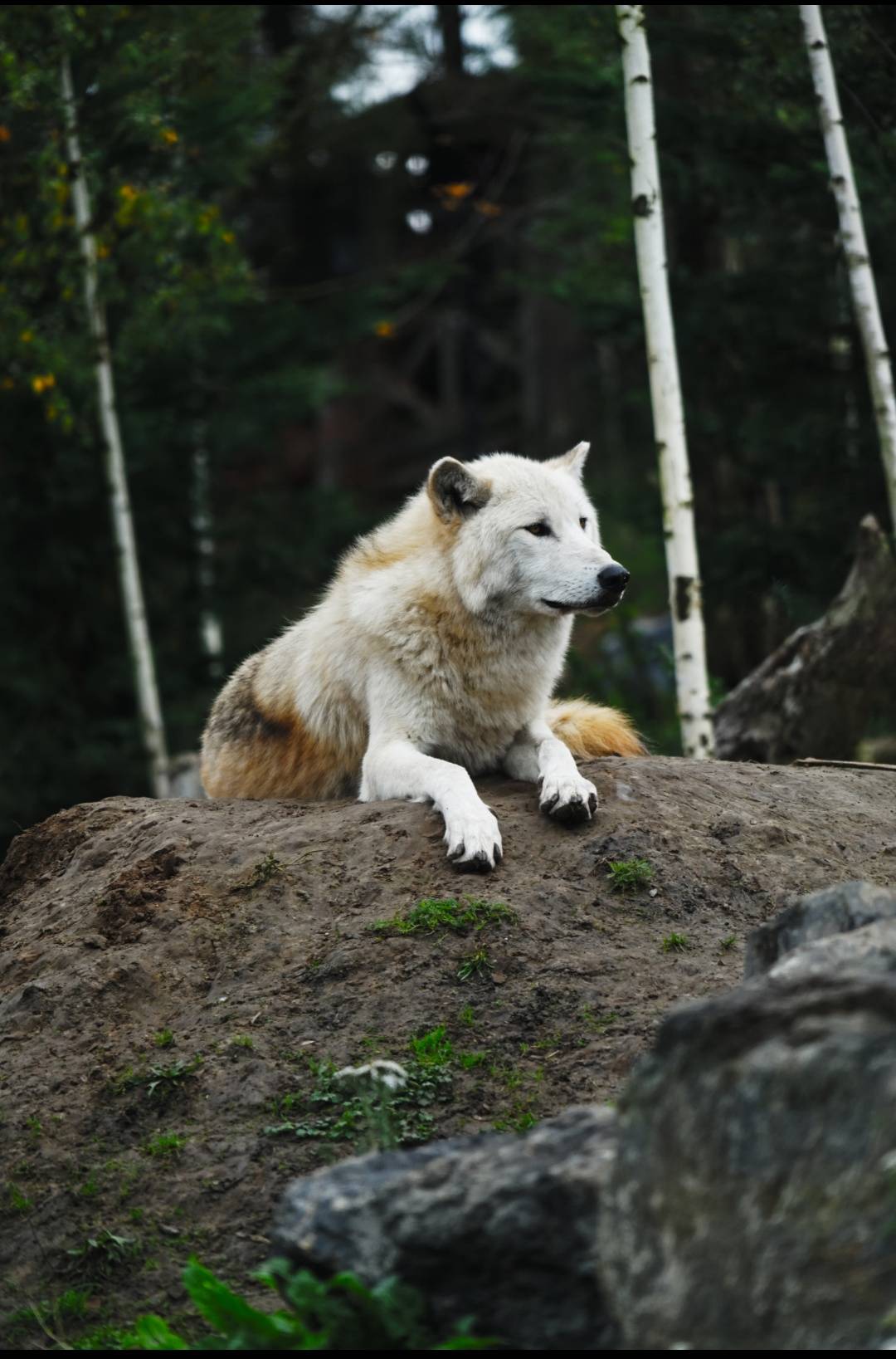 The white wolf | Scrolller