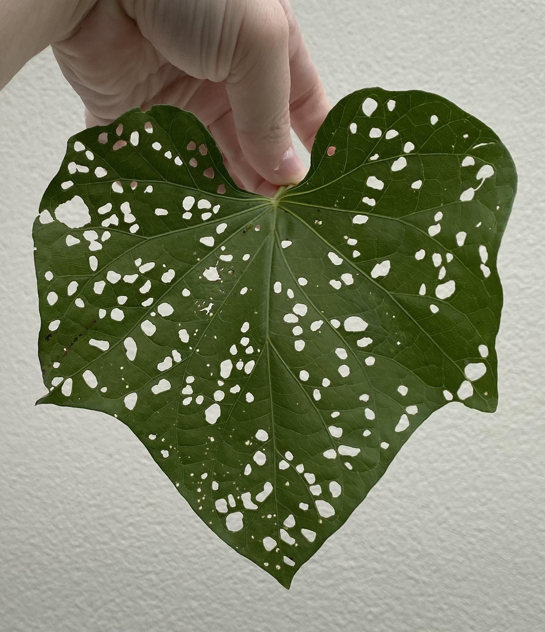 The worst leaf I’ve ever seen | Scrolller