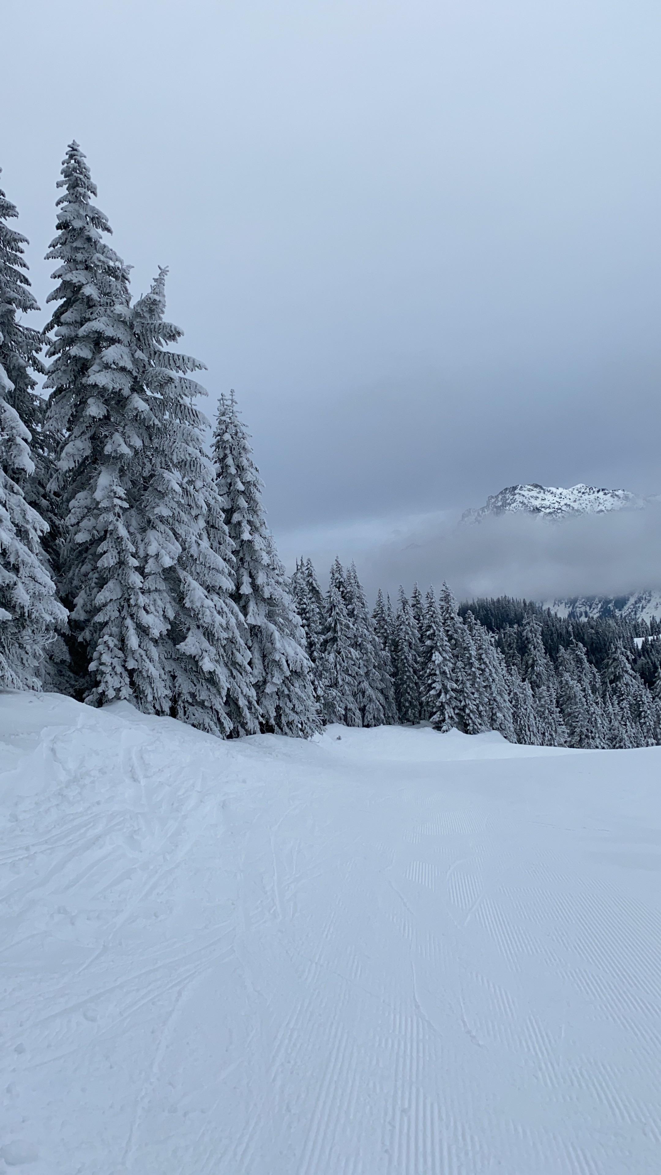 There is nothing like the quiet snow falling on pine trees. Happy Holidays from the PNW | Scrolller