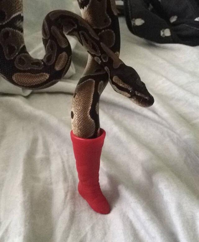 ThErEs A sNeK iN mY bOoT | Scrolller