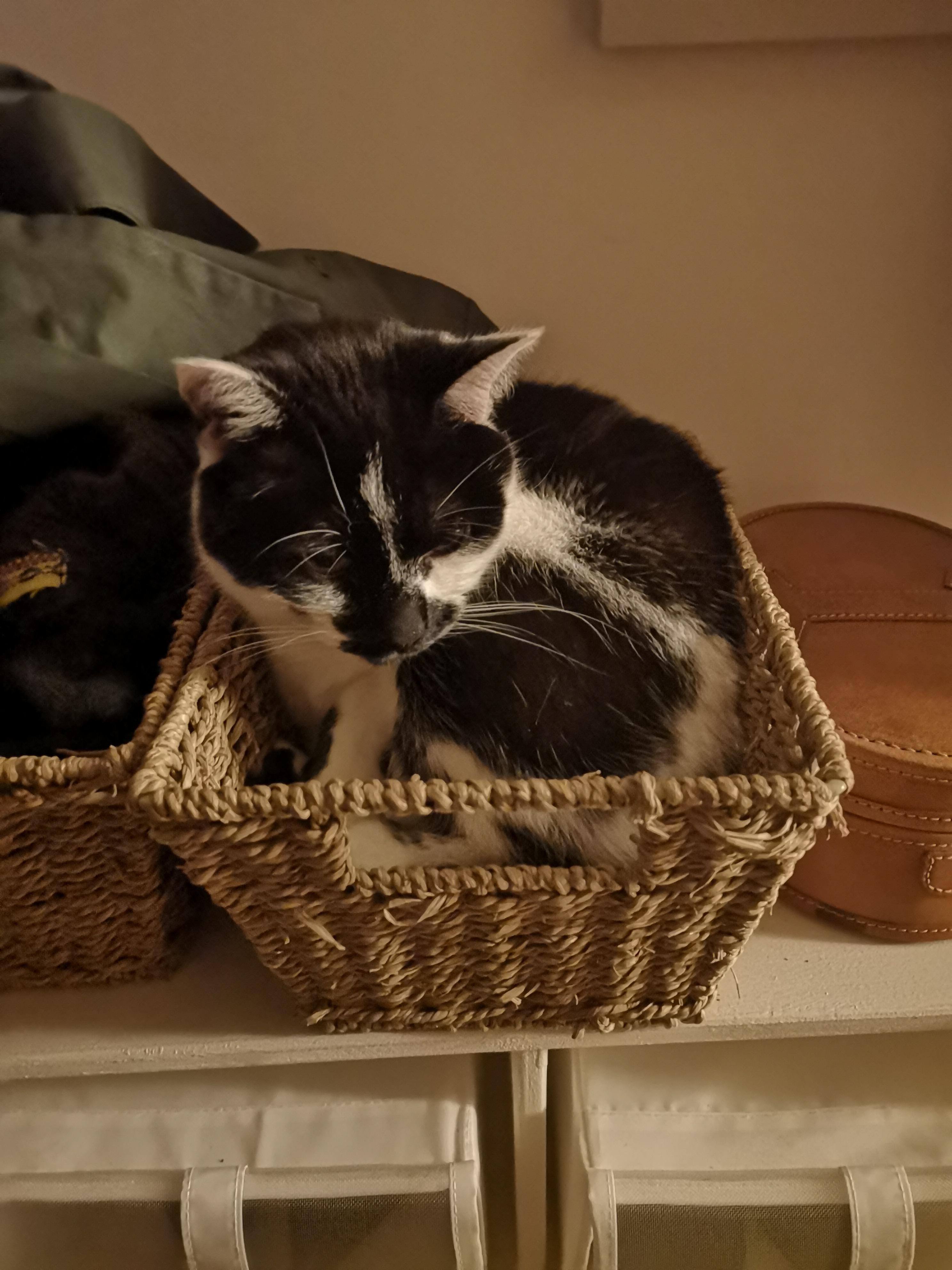 There's no catsinbaskets, is this allowed? | Scrolller