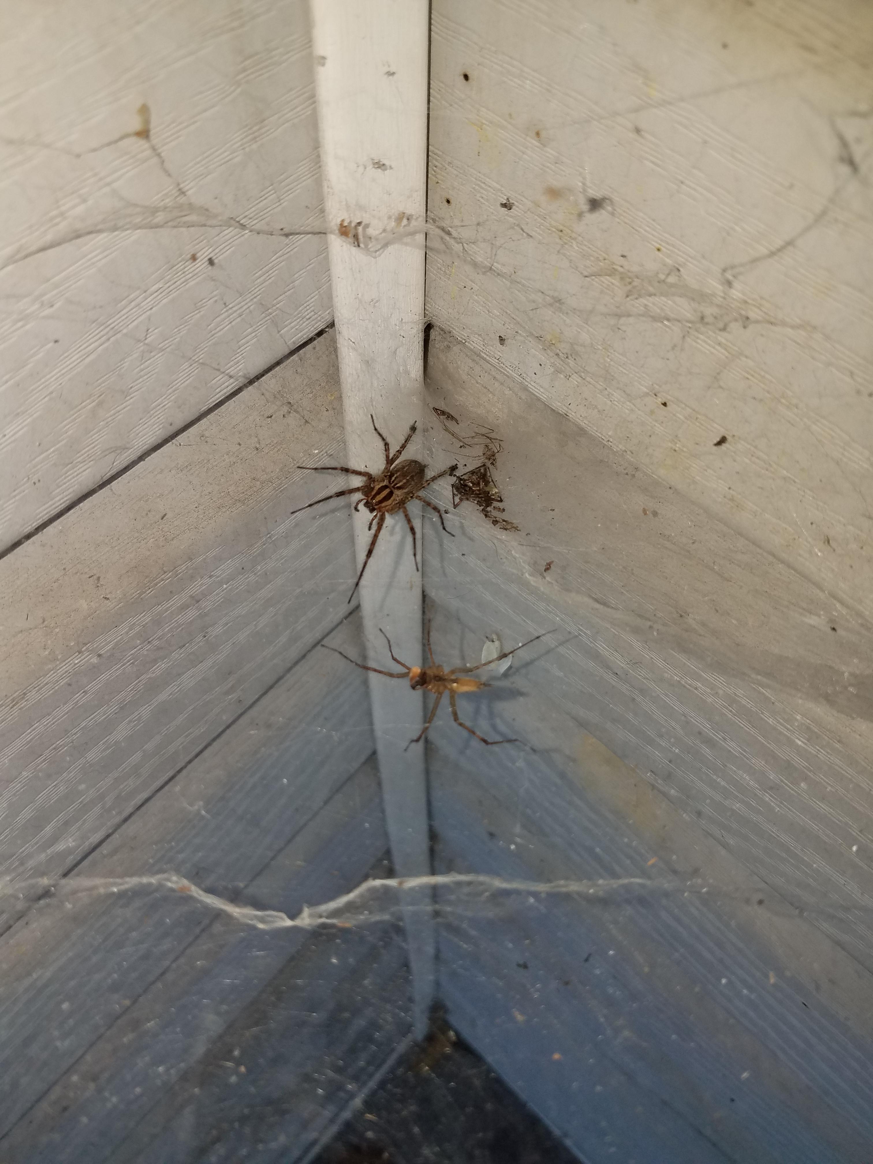 These spiders ate another spider (those two have kinda just lived on the top/bottom respectively ...