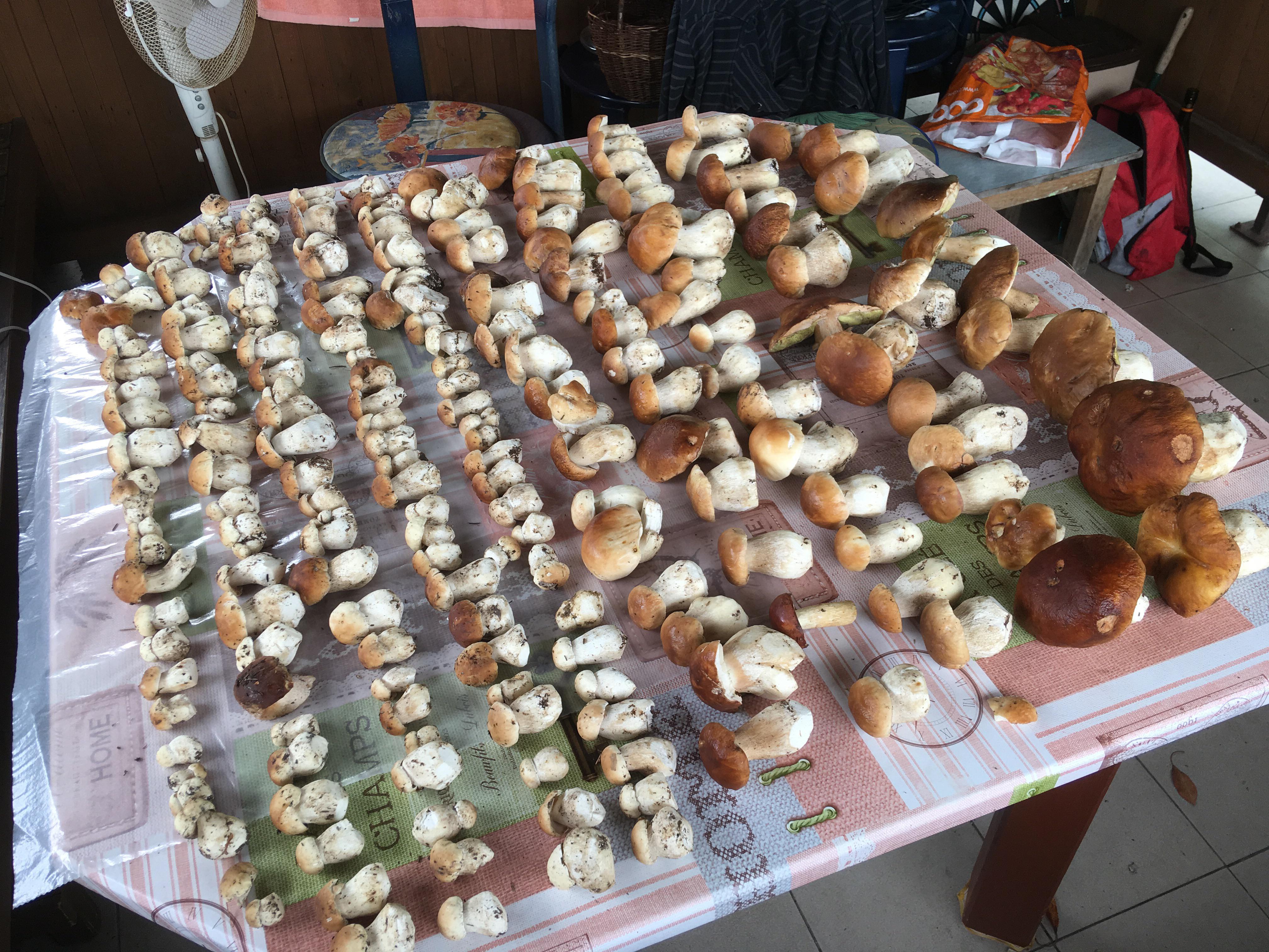 They are growing | Scrolller