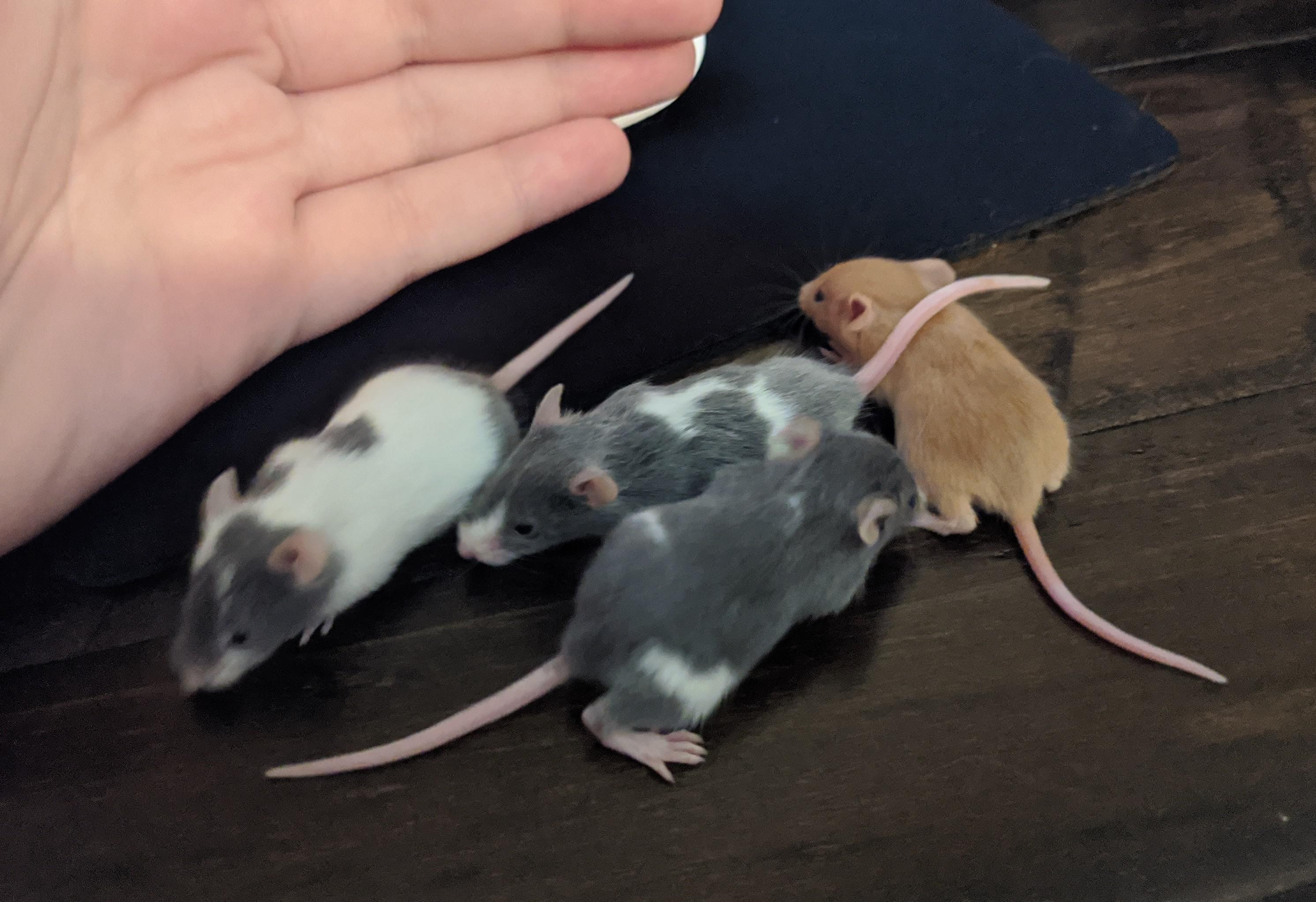 They are so teeny tiny I can't handle it 😭💜🐁 Day 20 | Scrolller